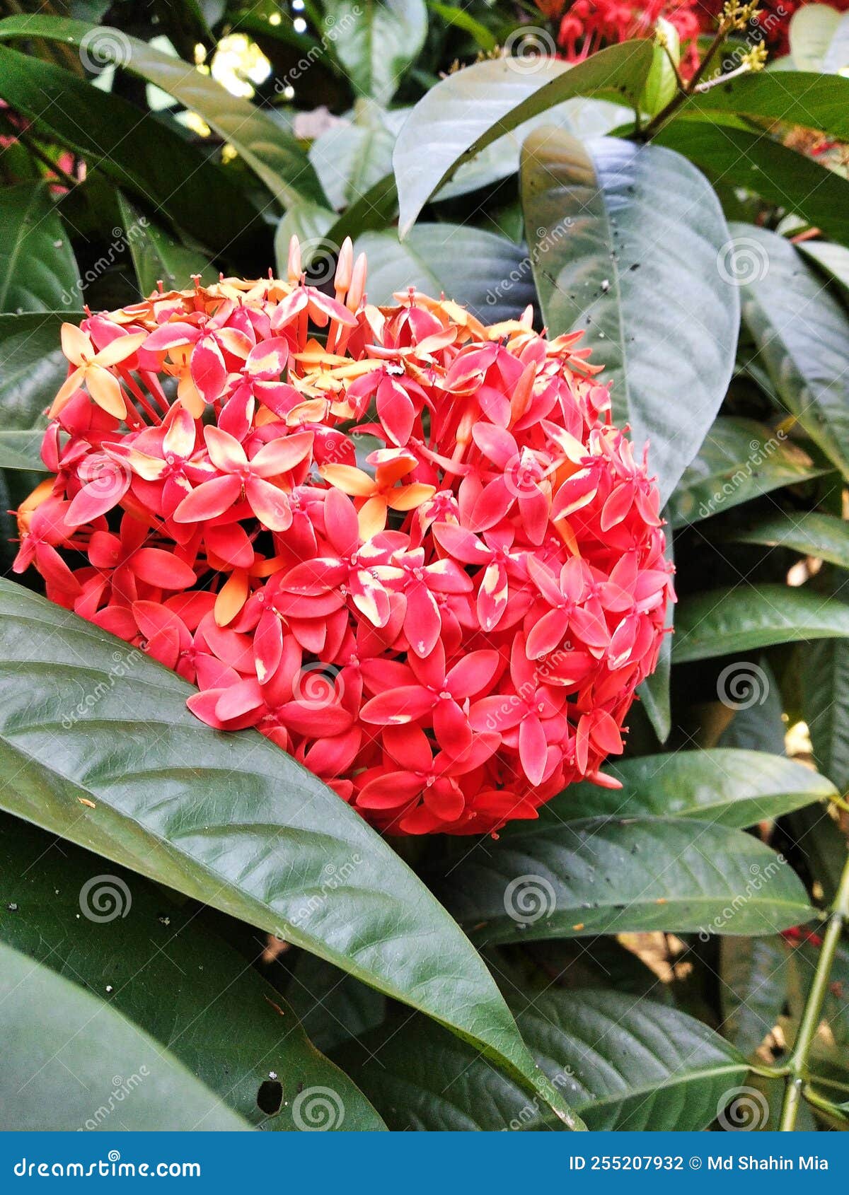 Beautiful Red Flower in the Tree Stock Photo - Image of flower, shrub ...