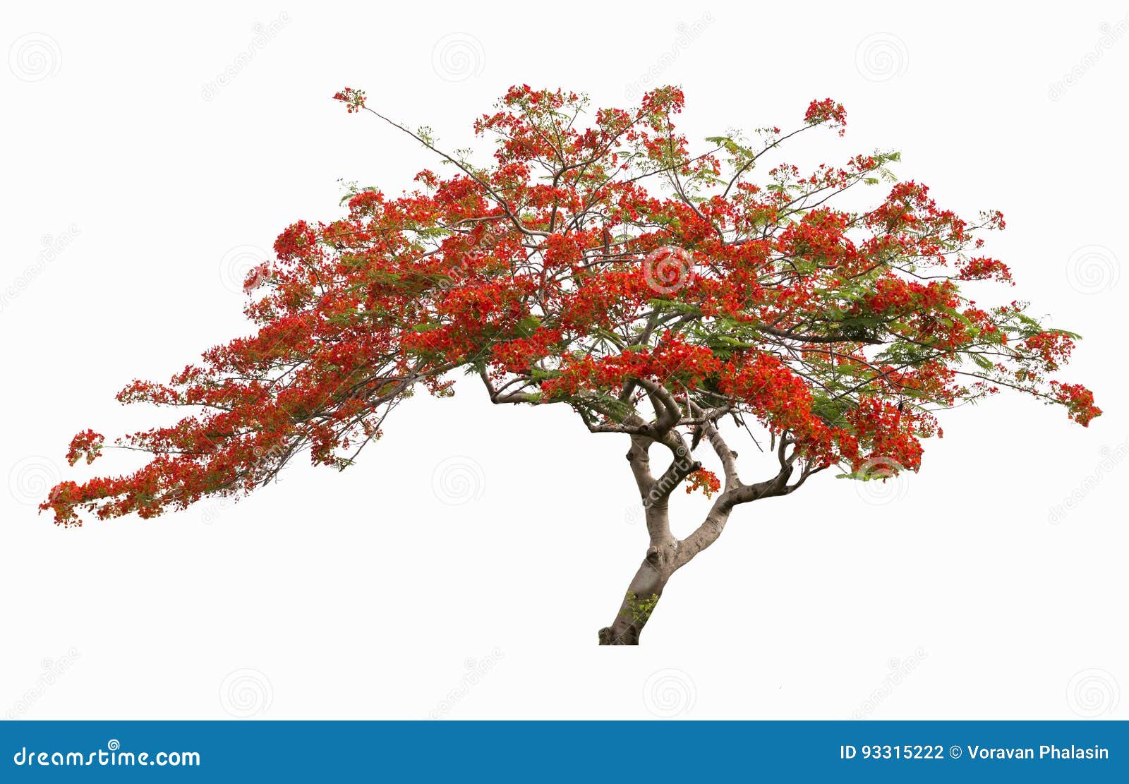 Beautiful Red Flower Tree, Peacock Flower Tree, Isolated . Stock Photo ...