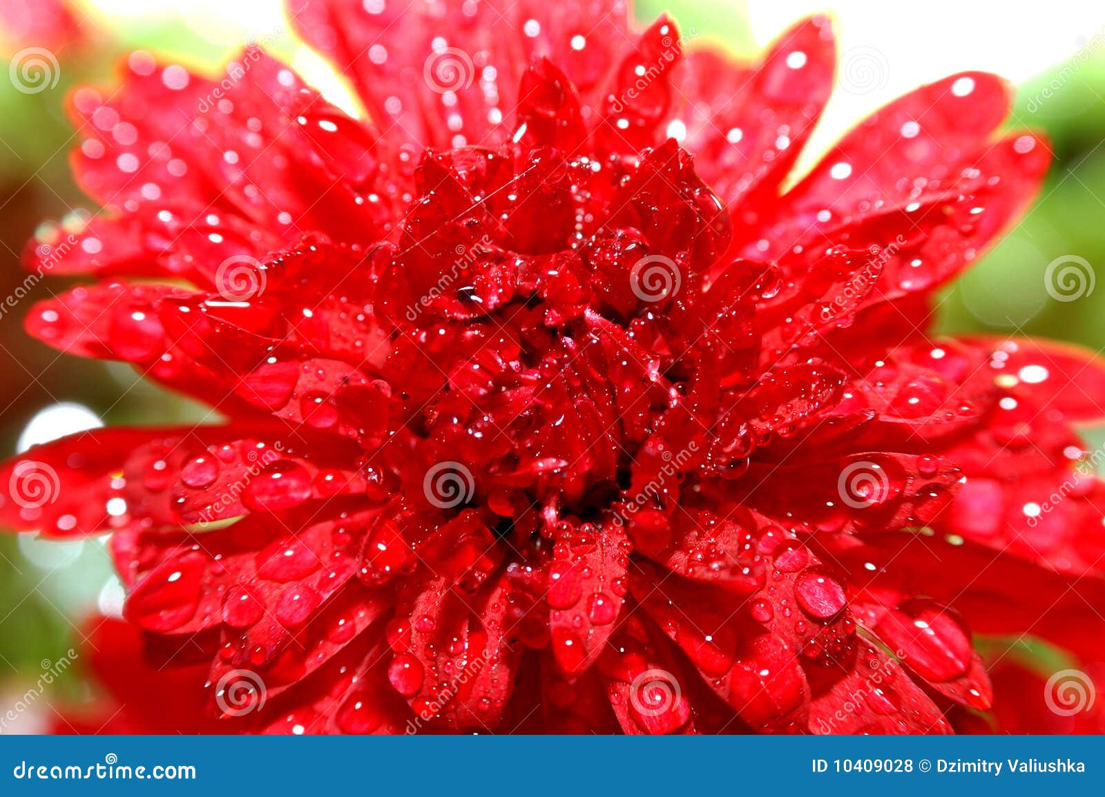 Beautiful Red Flower with Water Drops Stock Photo - Image of gift ...