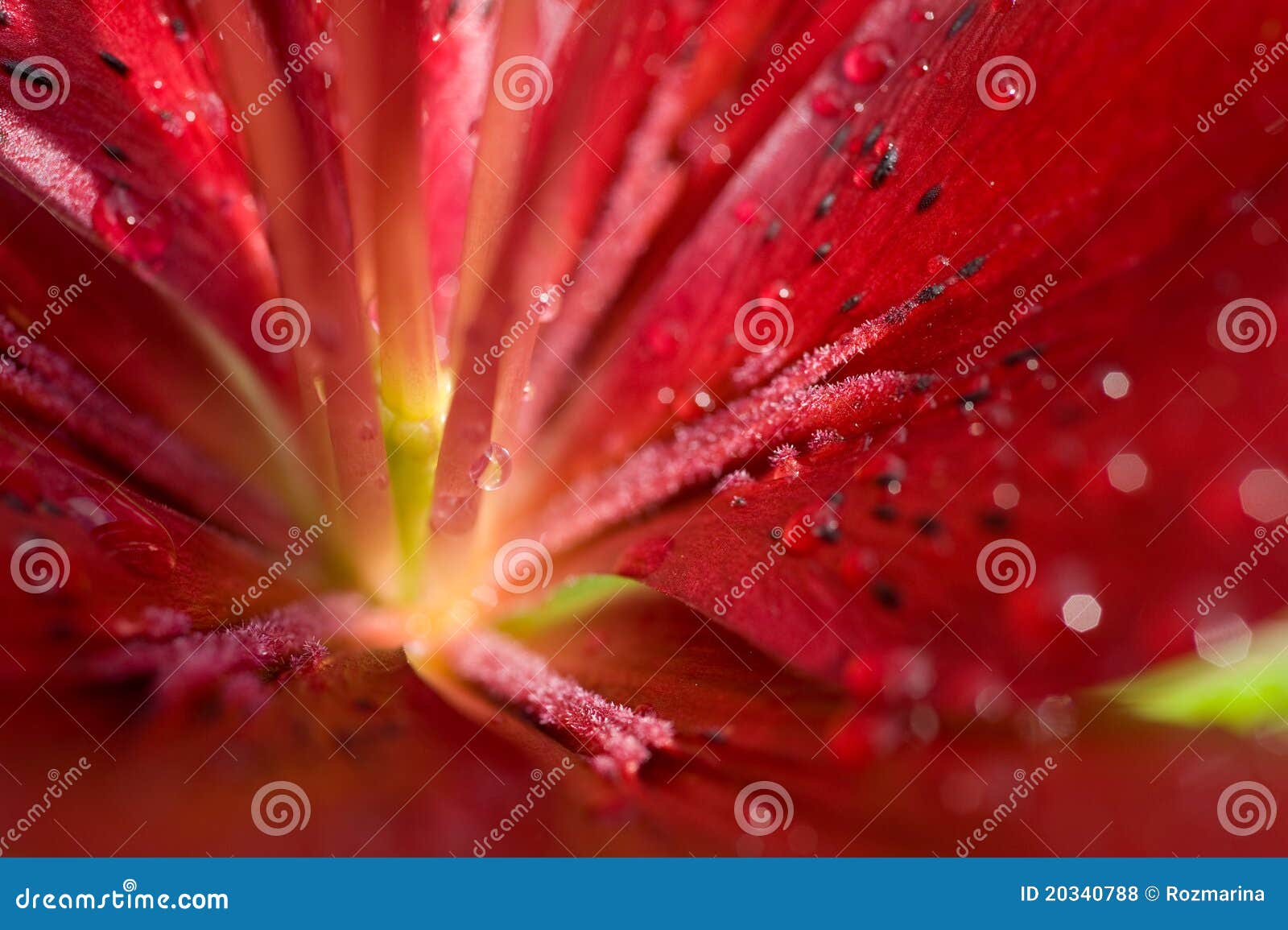 Beautiful Red Flower with Water Drops. Stock Photo - Image of drip ...