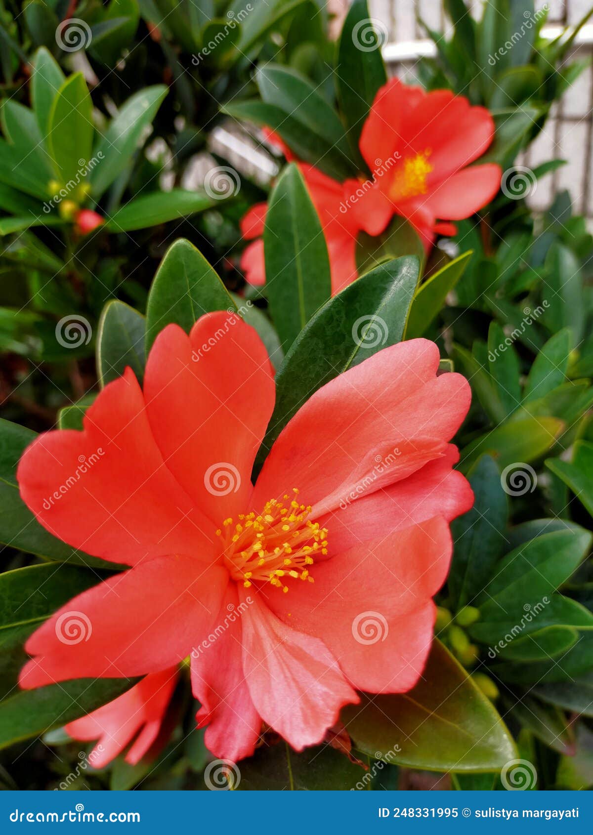 Beautiful red flowers stock image. Image of beautiful - 248331995