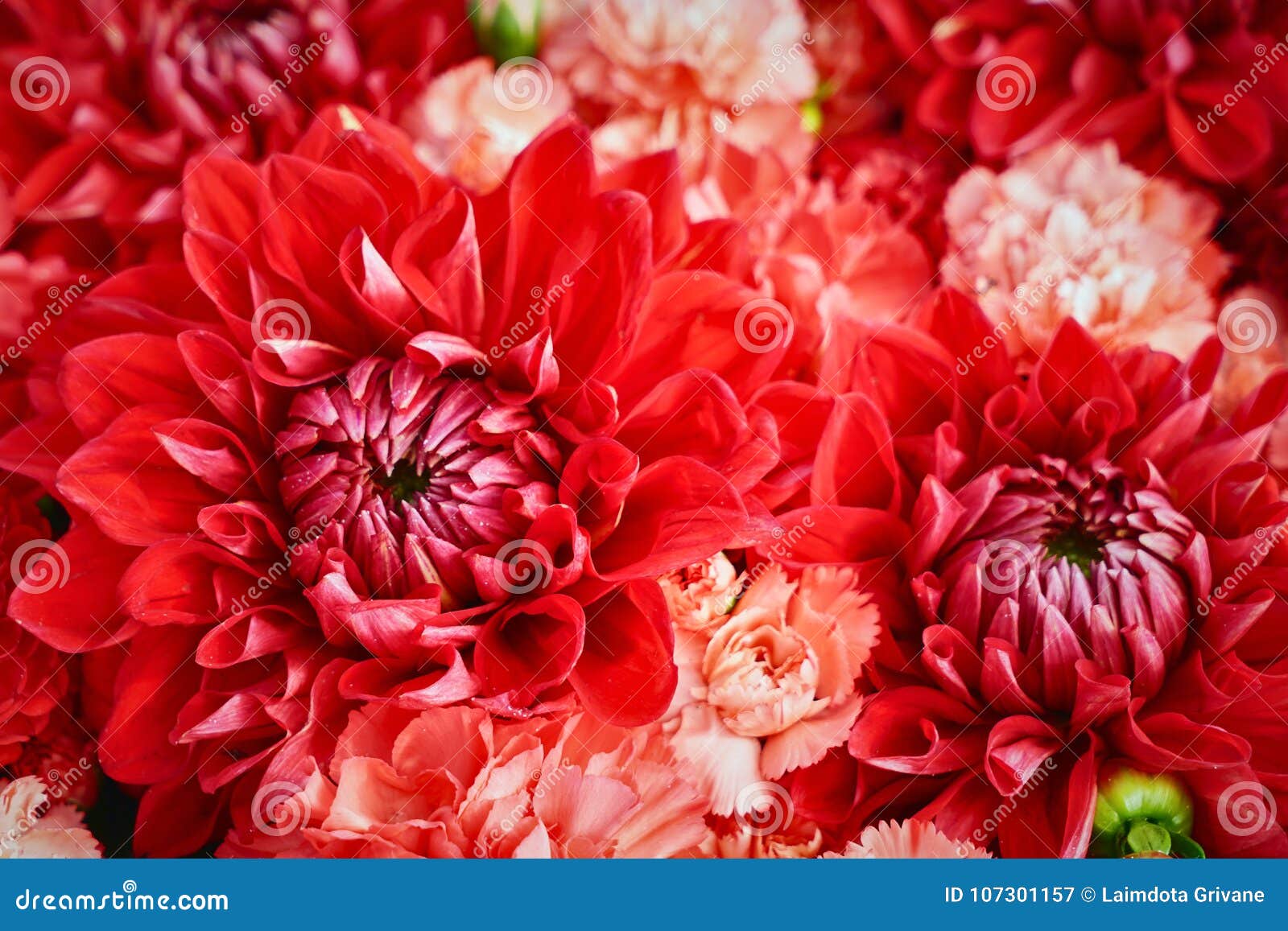 Beautiful Red Flowers Background. Aster Flowers, Top View Stock Image ...