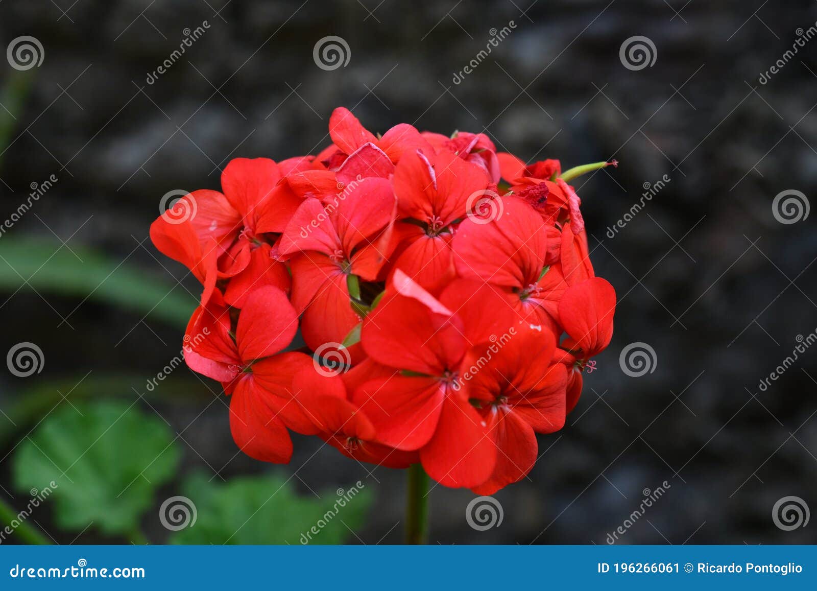 Beautiful Red Flowers Close-up. Red Geranium Stock Image - Image of ...