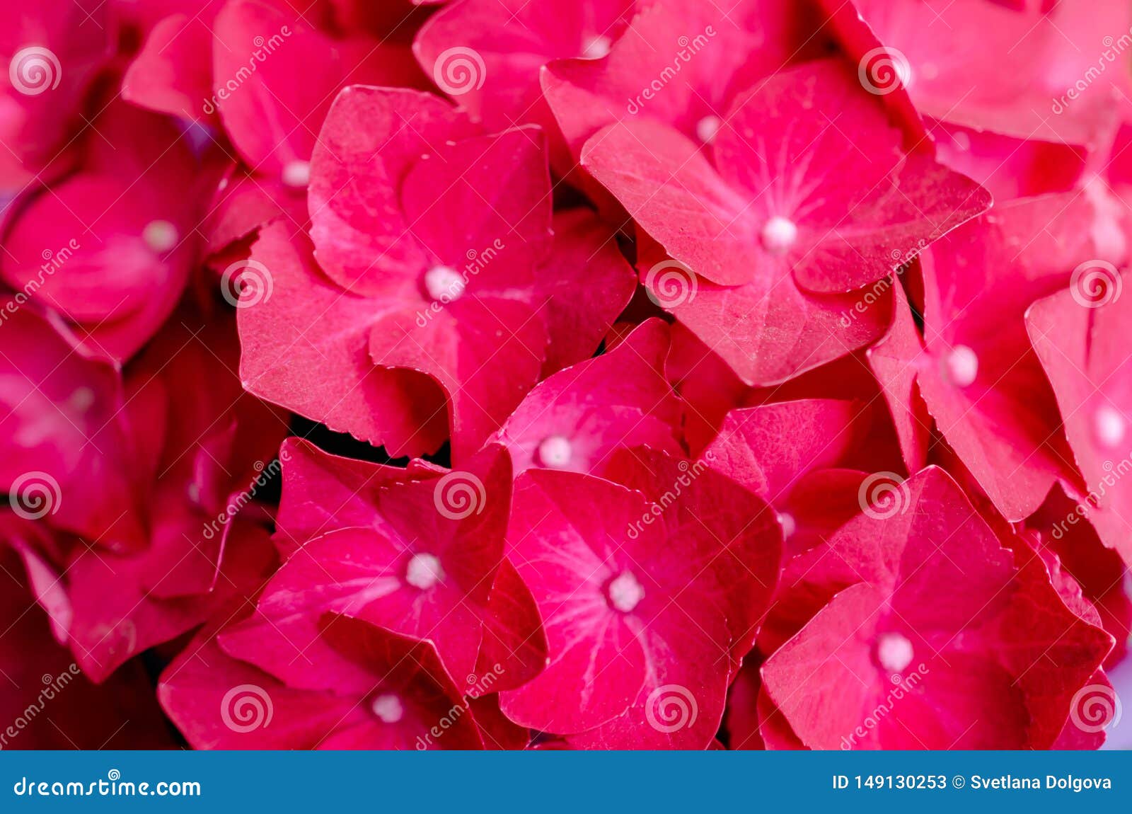 Beautiful Red Flowers, Floral Background Stock Image - Image of ...