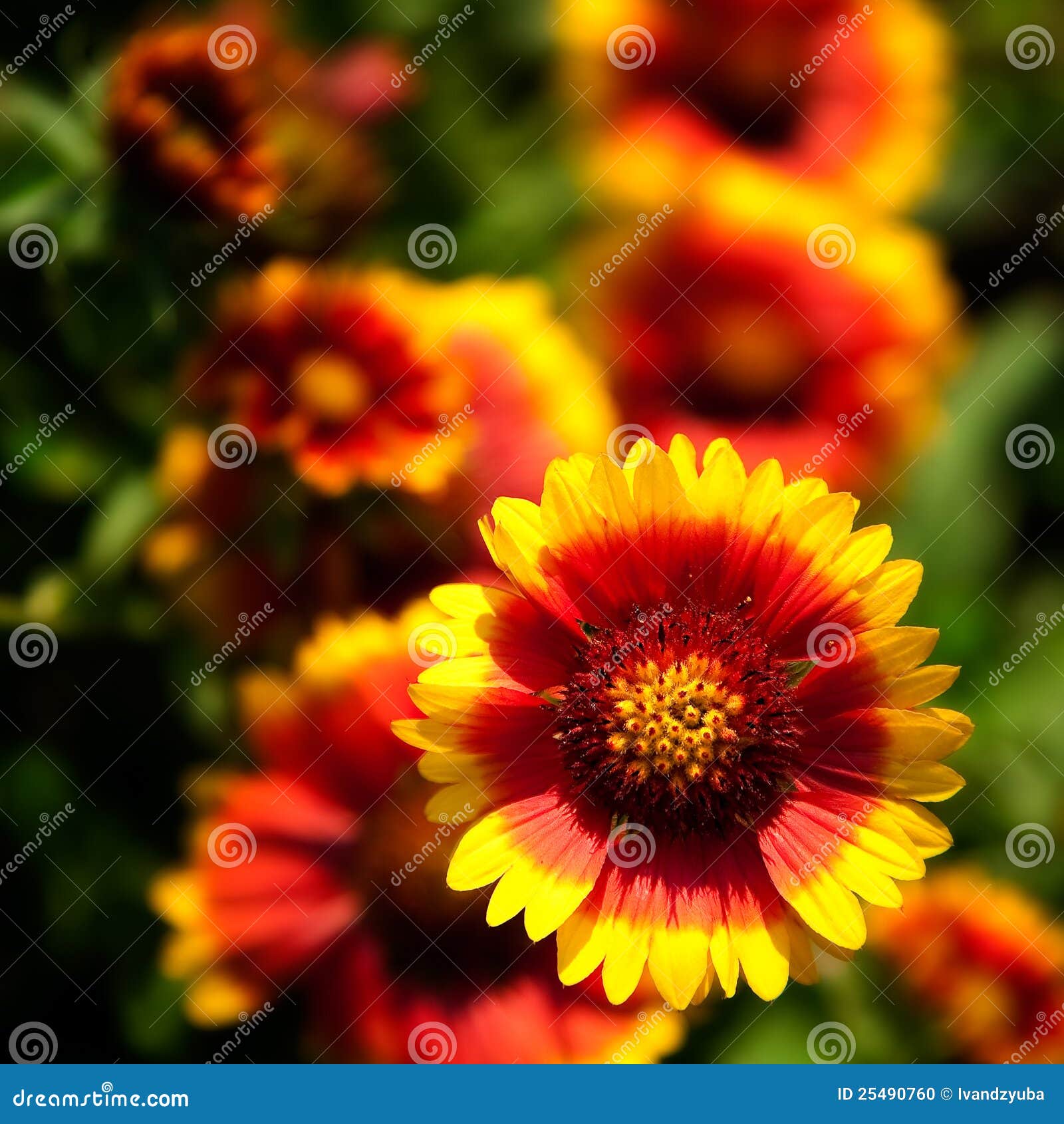 Beautiful Red Flowers in the Garden Stock Photo - Image of growth ...