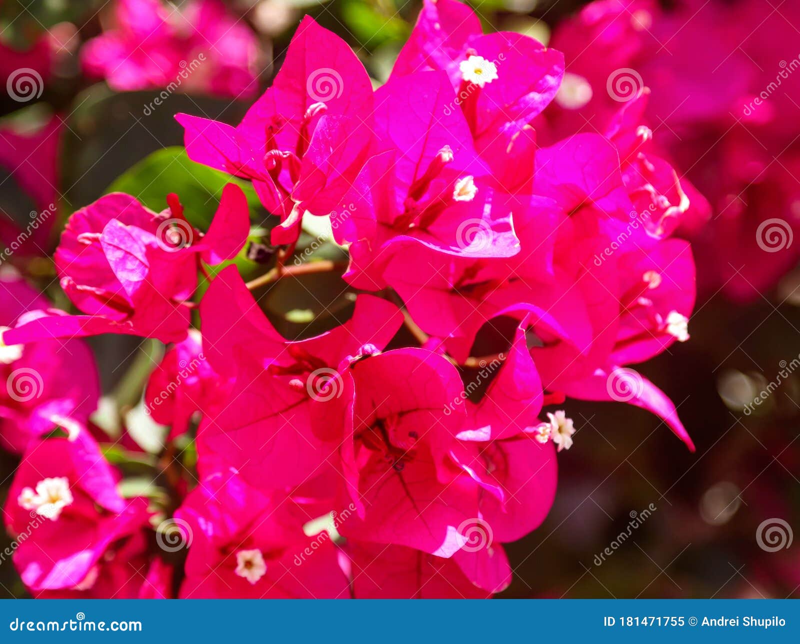 Beautiful Red Flowers on the Nature Stock Image - Image of colorful ...