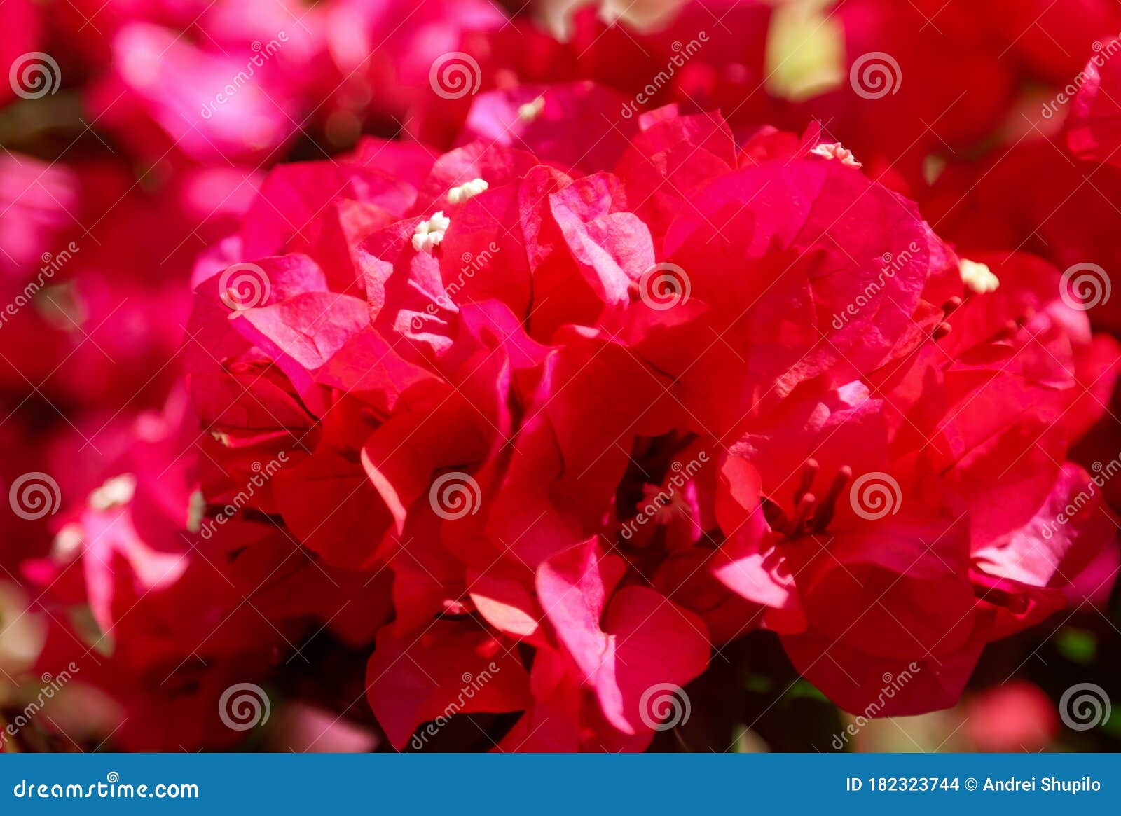 Beautiful Red Flowers on the Nature Stock Photo - Image of spring ...