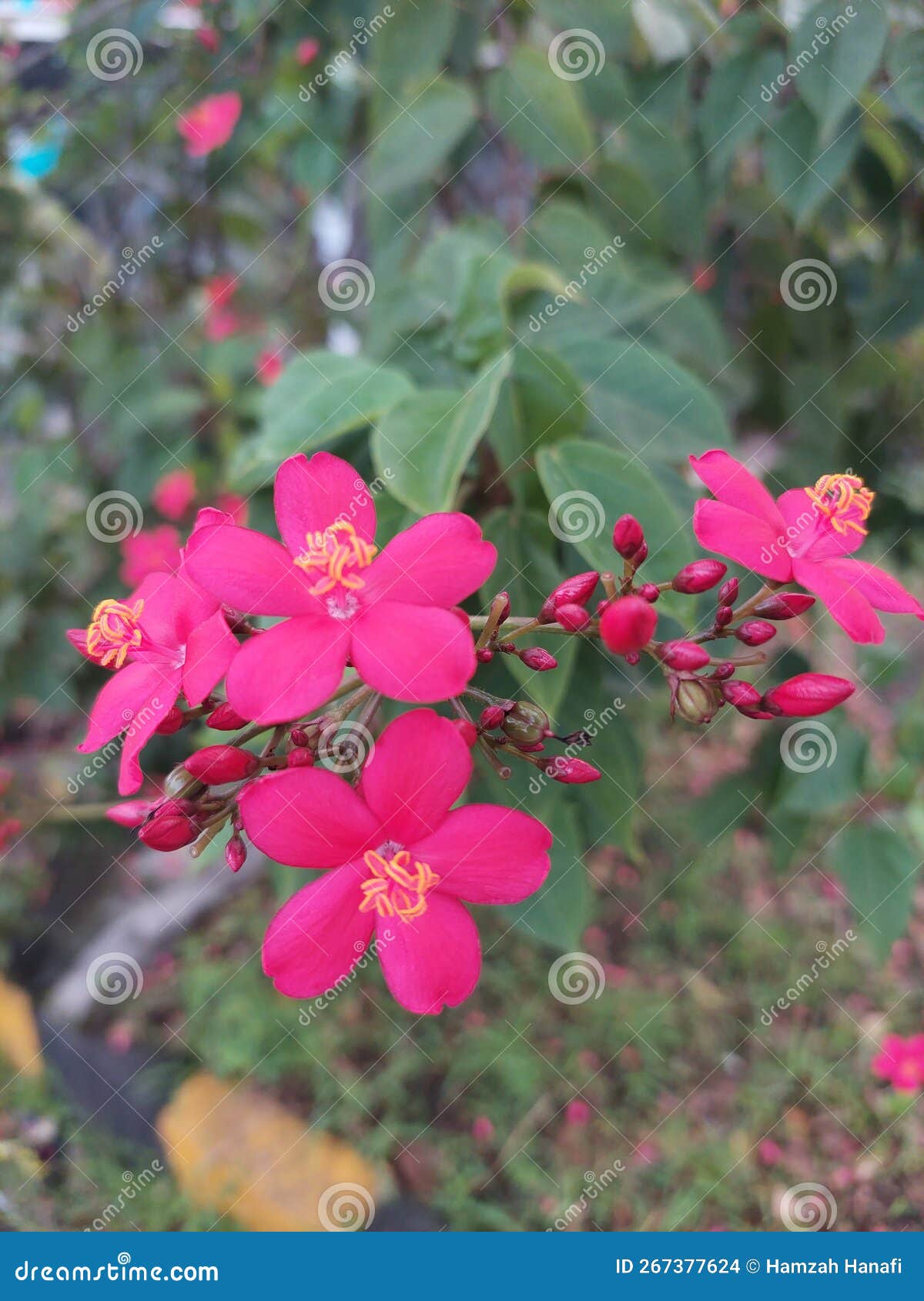 Beautiful Red Flowers on Sideways Stock Photo - Image of produce ...