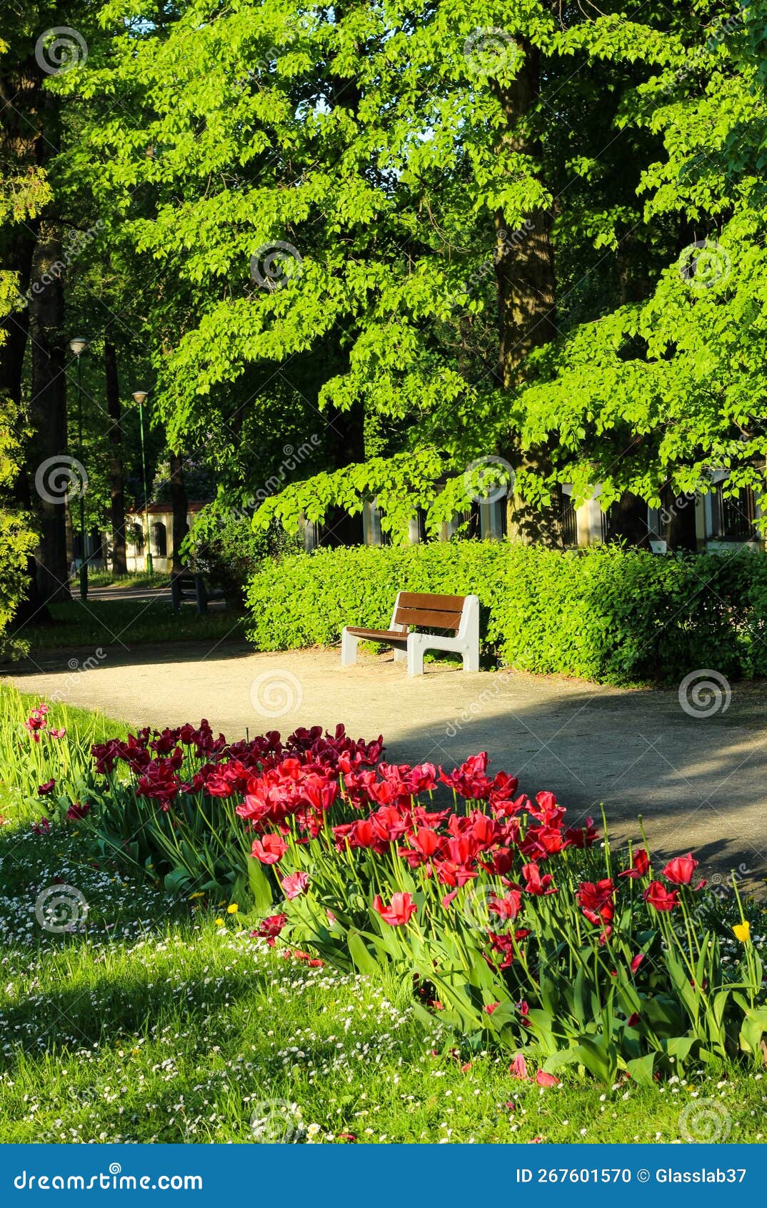 Beautiful Red Flowers and Summer Colors in the City Park. Stock Photo ... Beautiful Red Flowers and Summer Colors in the City Park. Stock Photo ...