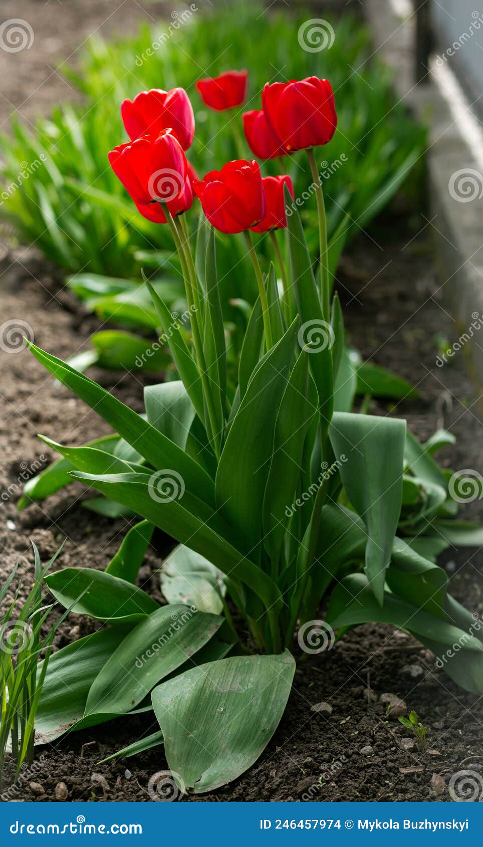 Beautiful Red Flowers - Tulips Stock Photo - Image of nature ...