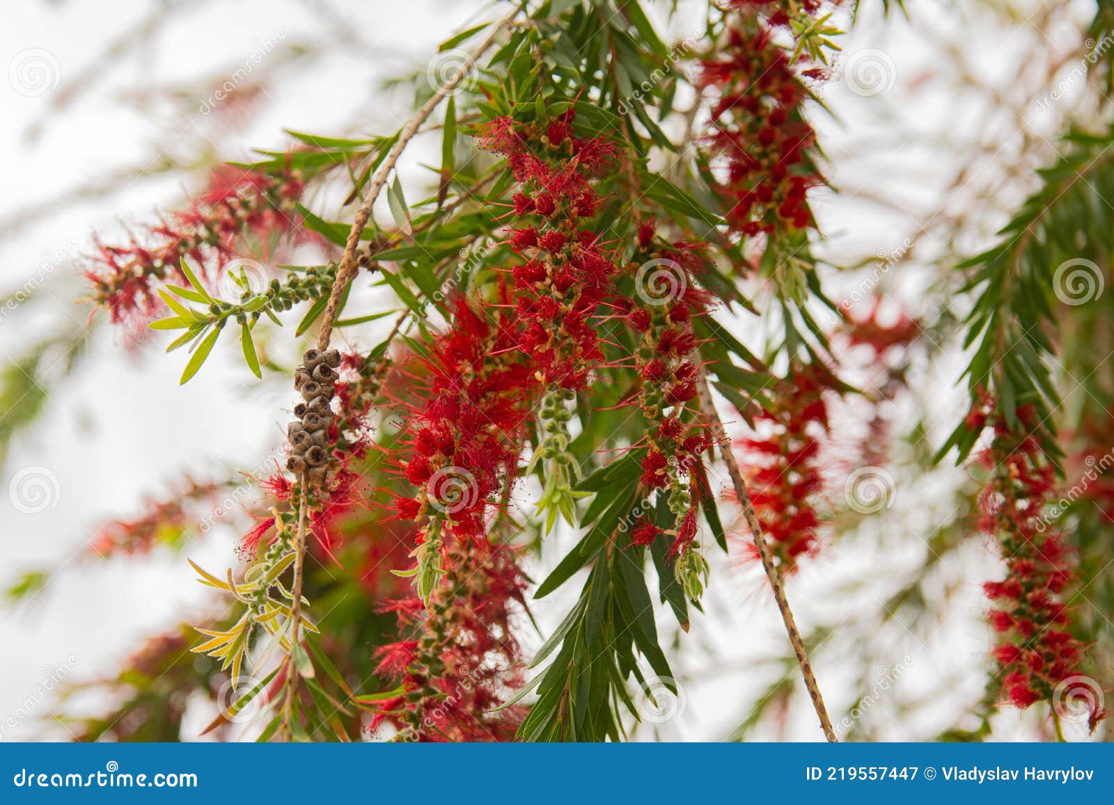 Beautiful Red Flowers of Weeping Willow Tree Stock Image - Image of ...