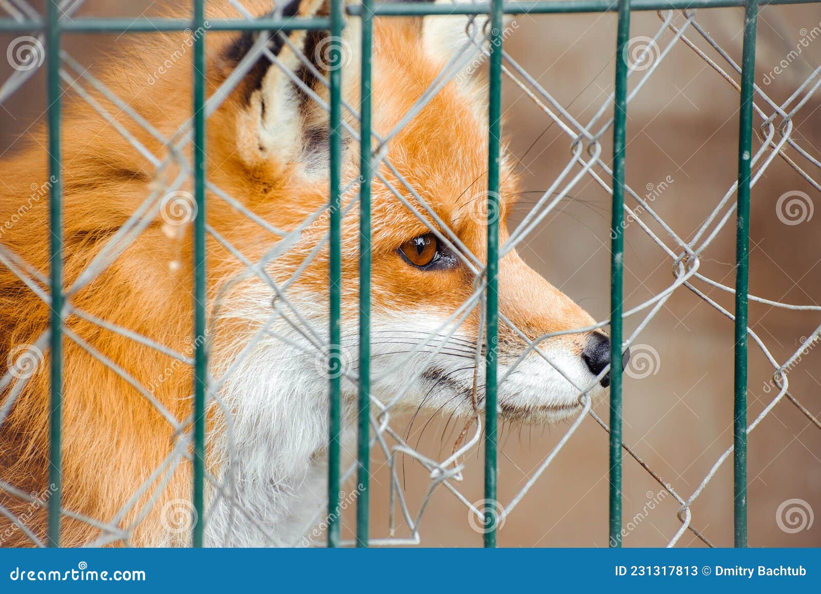 Beautiful Red Fox Suffers in a Cage Stock Image - Image of prison, wild ...