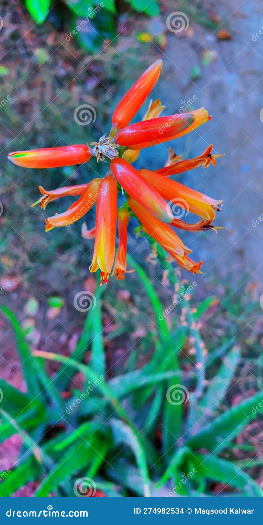 Beautiful Red Follower Blur Stock Photo - Image of focus, follower ...