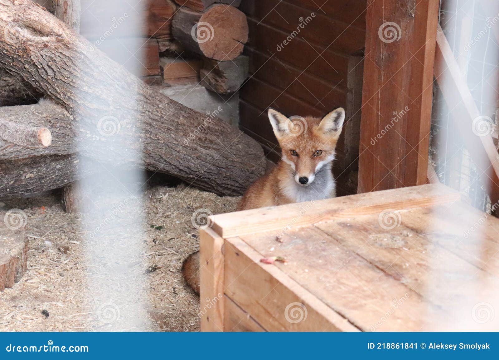 Beautiful red fox stock image. Image of wood, animal - 218861841
