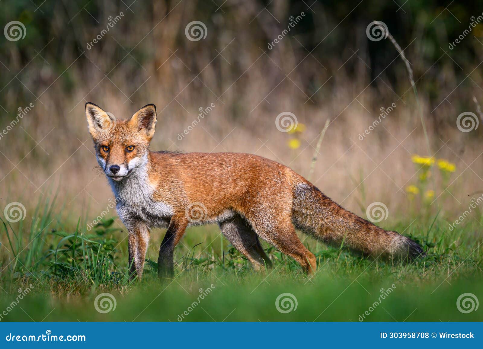 Beautiful Red Fox on the Blurry Background during the Daytime Stock ...