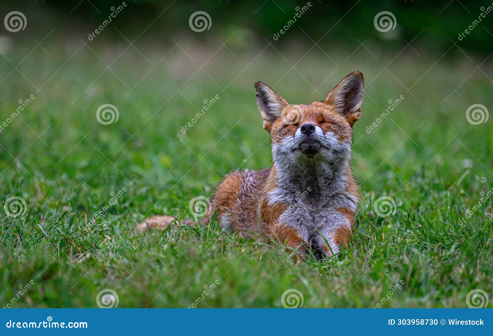 Beautiful Red Fox on the Blurry Background during the Daytime Stock ...