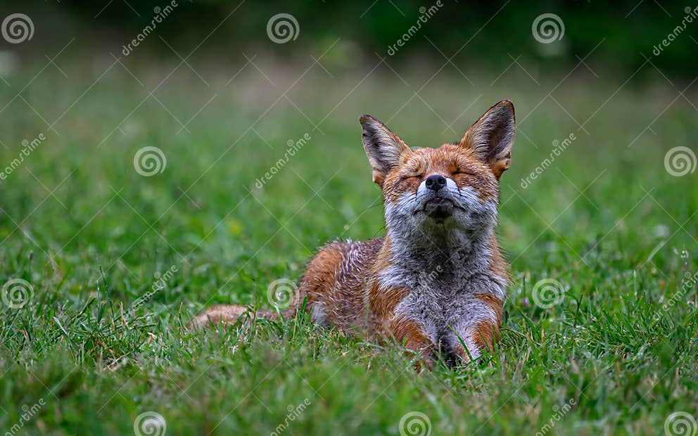 Beautiful Red Fox on the Blurry Background during the Daytime Stock ...