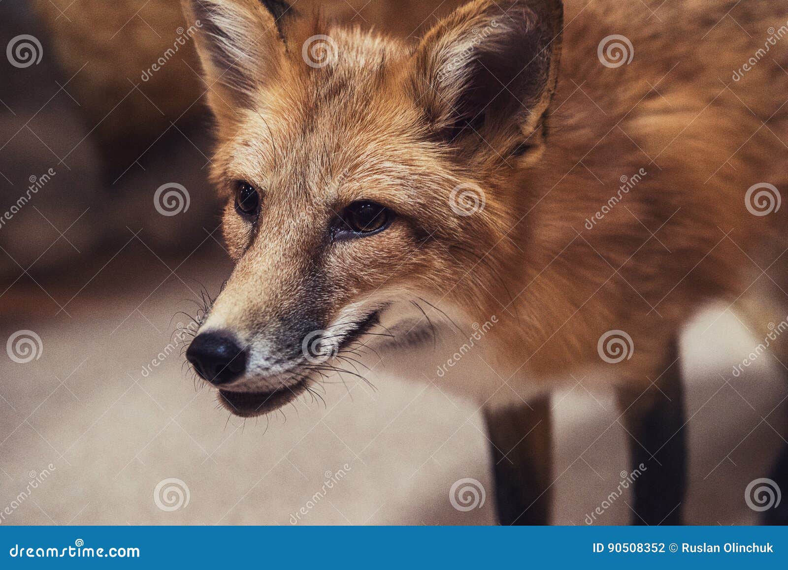 Beautiful red fox stock photo. Image of family, look - 90508352