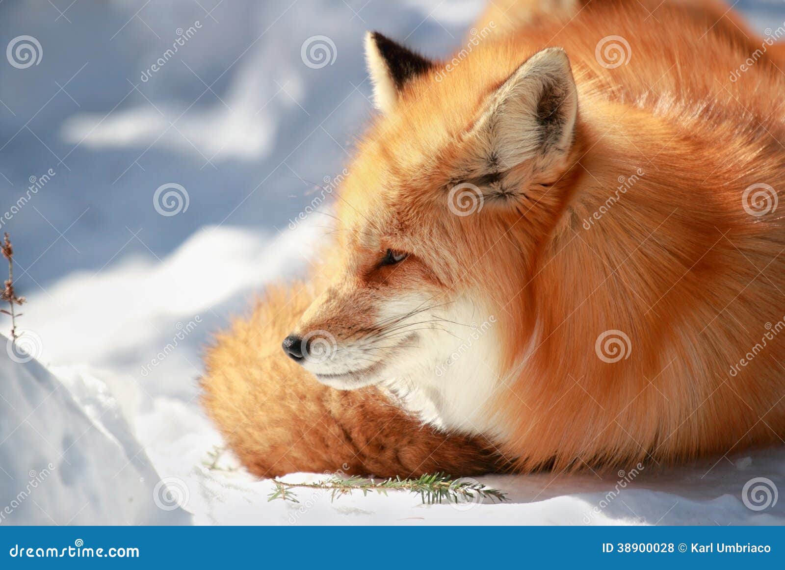 Beautiful red fox stock photo. Image of wildlife, nature - 38900028