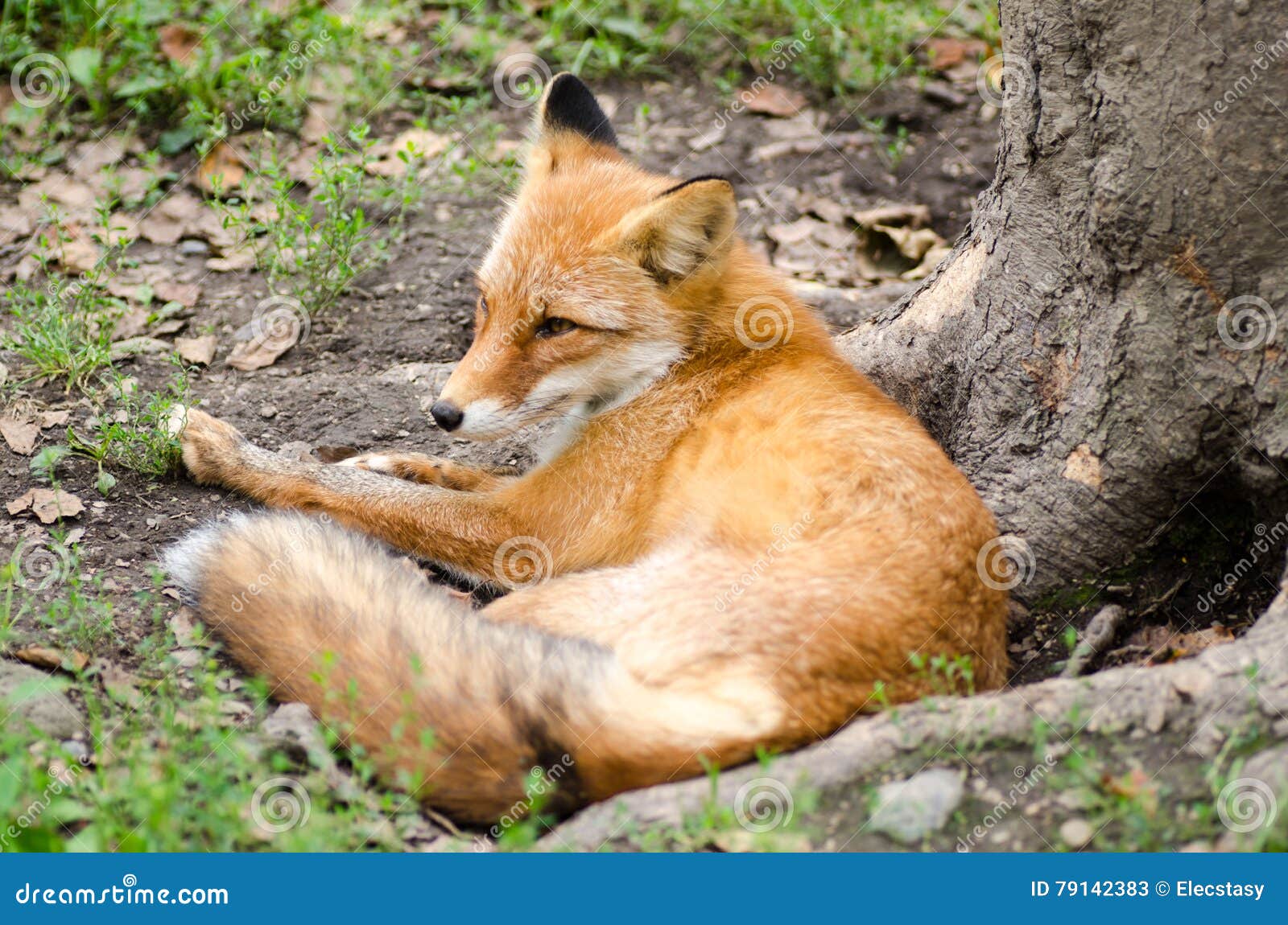 Beautiful Red Fox Resting on the Tree Roots. Selective Focus Stock ...