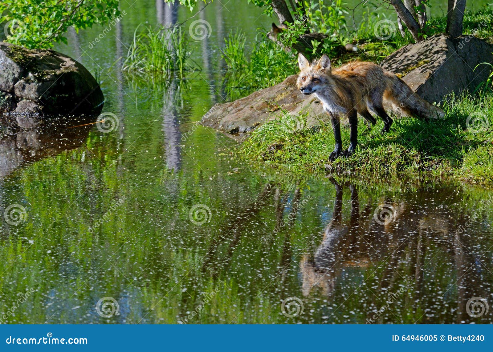 Beautiful Red Fox Showing His Water Reflection. Stock Image - Image of ...