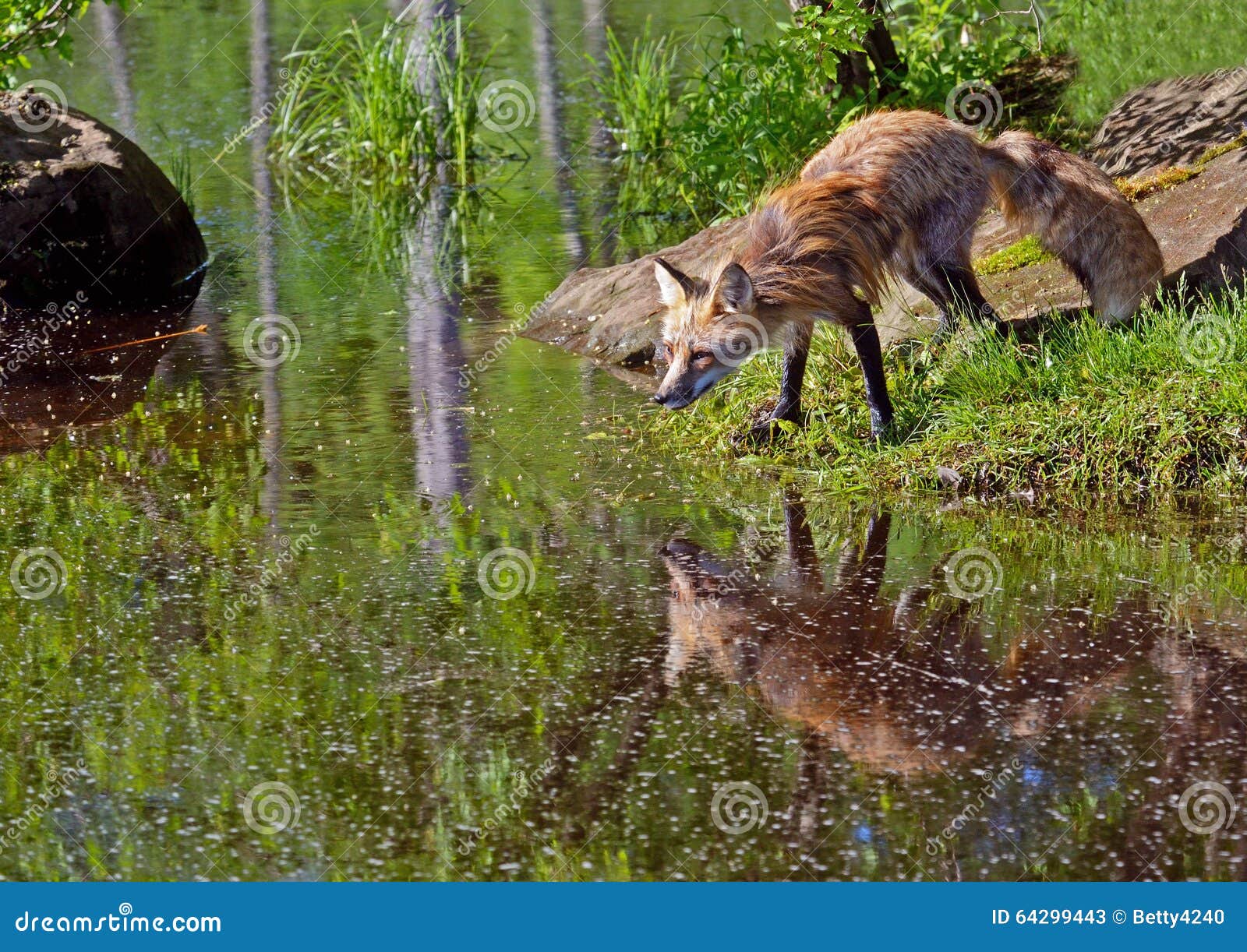 Beautiful Red Fox Showing Water Reflection. Stock Image - Image of ...