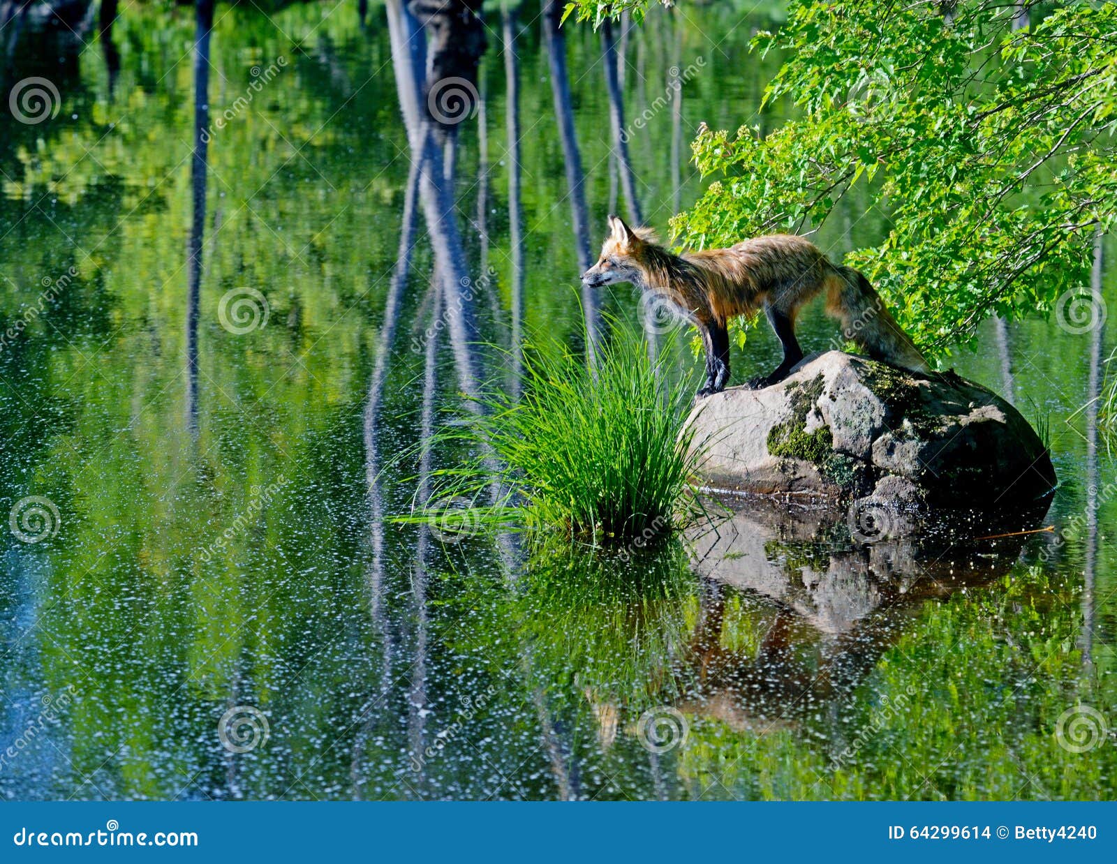 Beautiful Red Fox Showing Water Reflection. Stock Photo - Image of ...