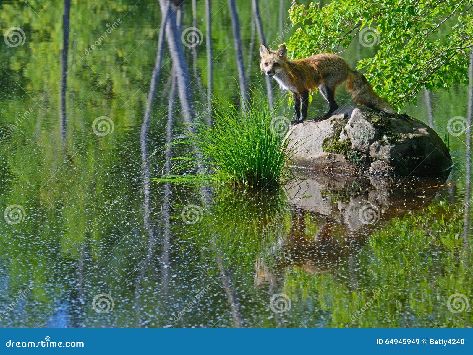 Beautiful Red Fox Showing Water Reflection. Stock Image - Image of ...