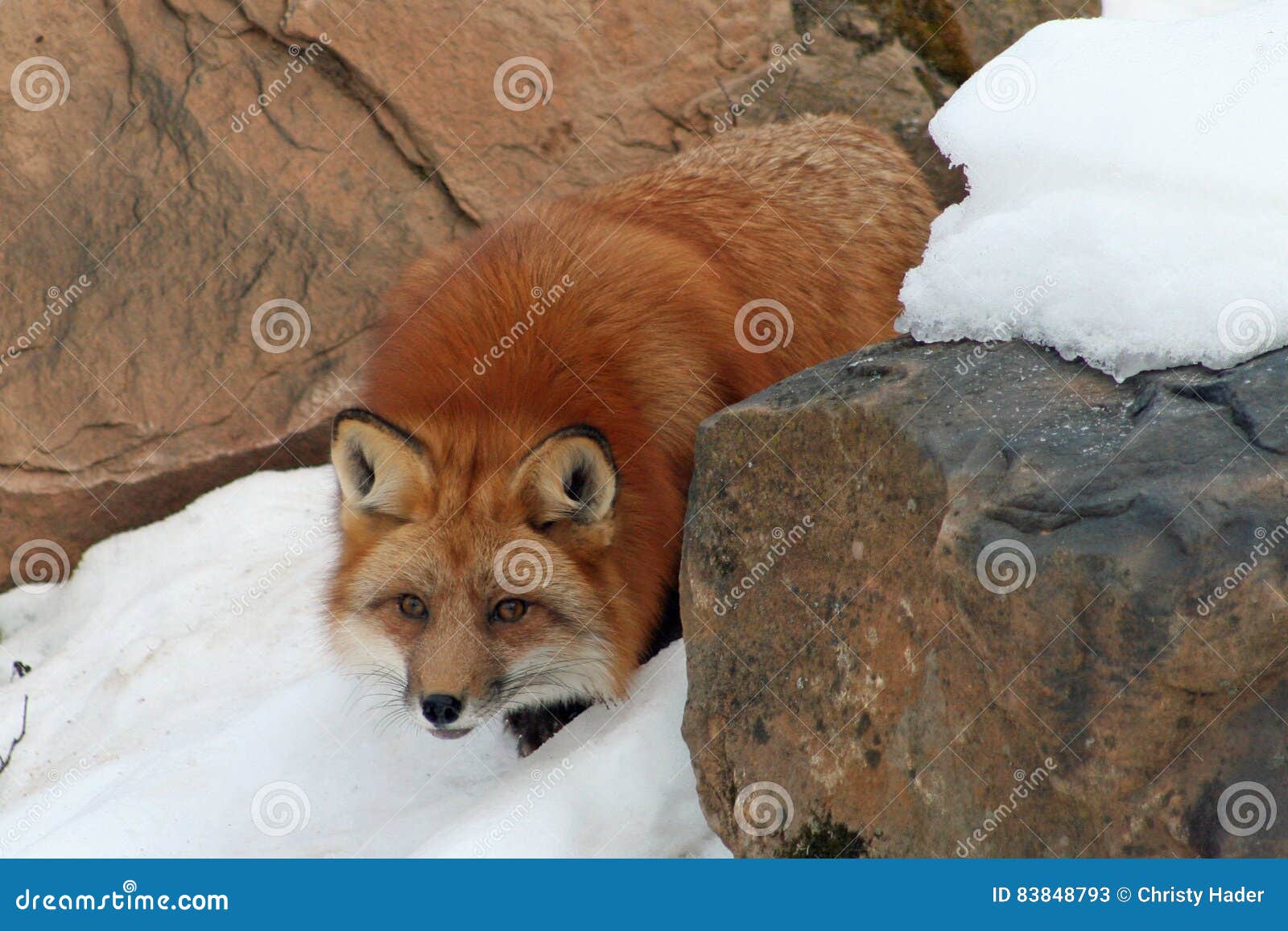 Beautiful Red Fox in the Snow Stock Image - Image of snow, mammal: 83848793