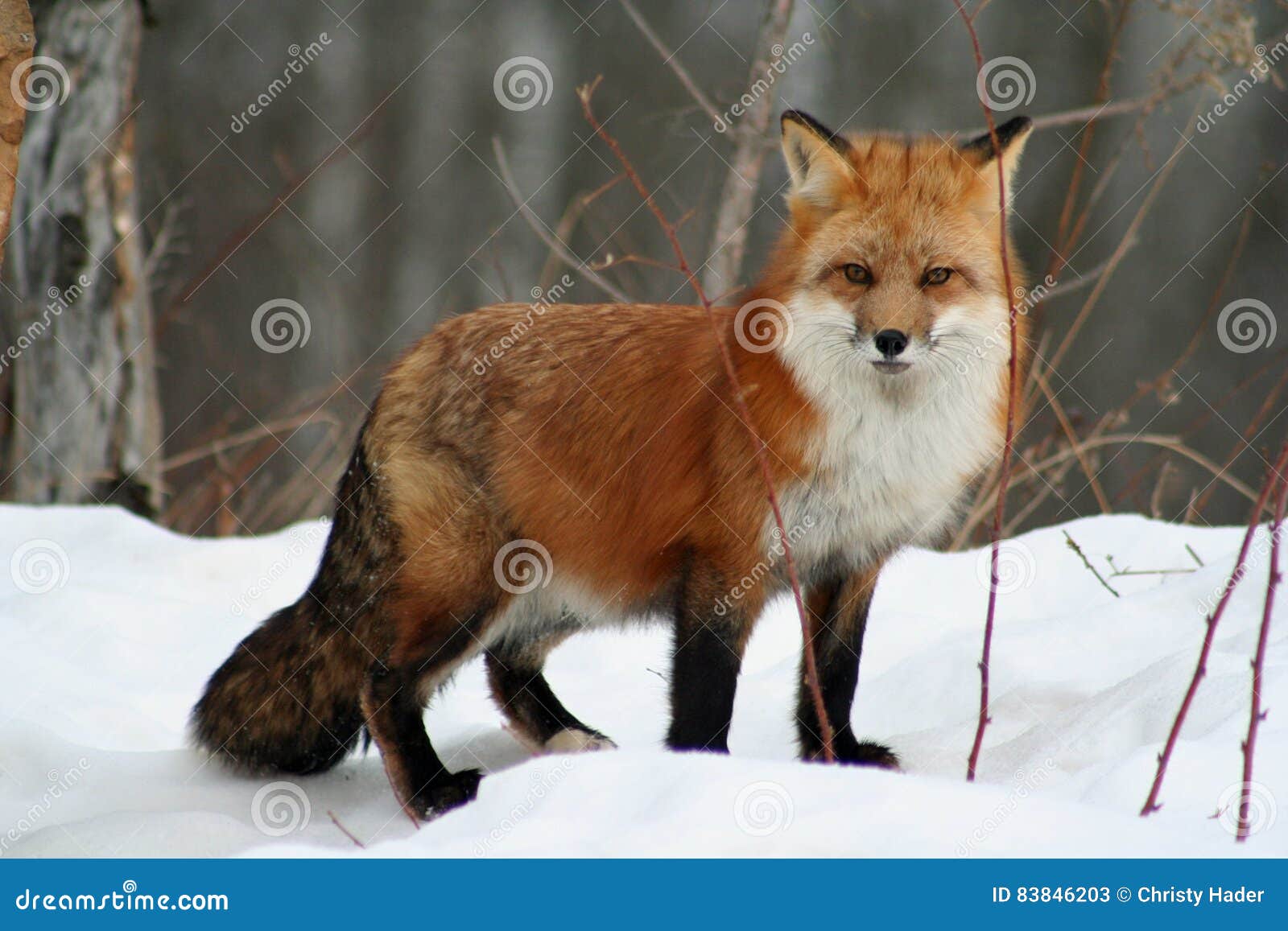 Beautiful Red Fox in the Snow Stock Image - Image of fauna, beautiful ...