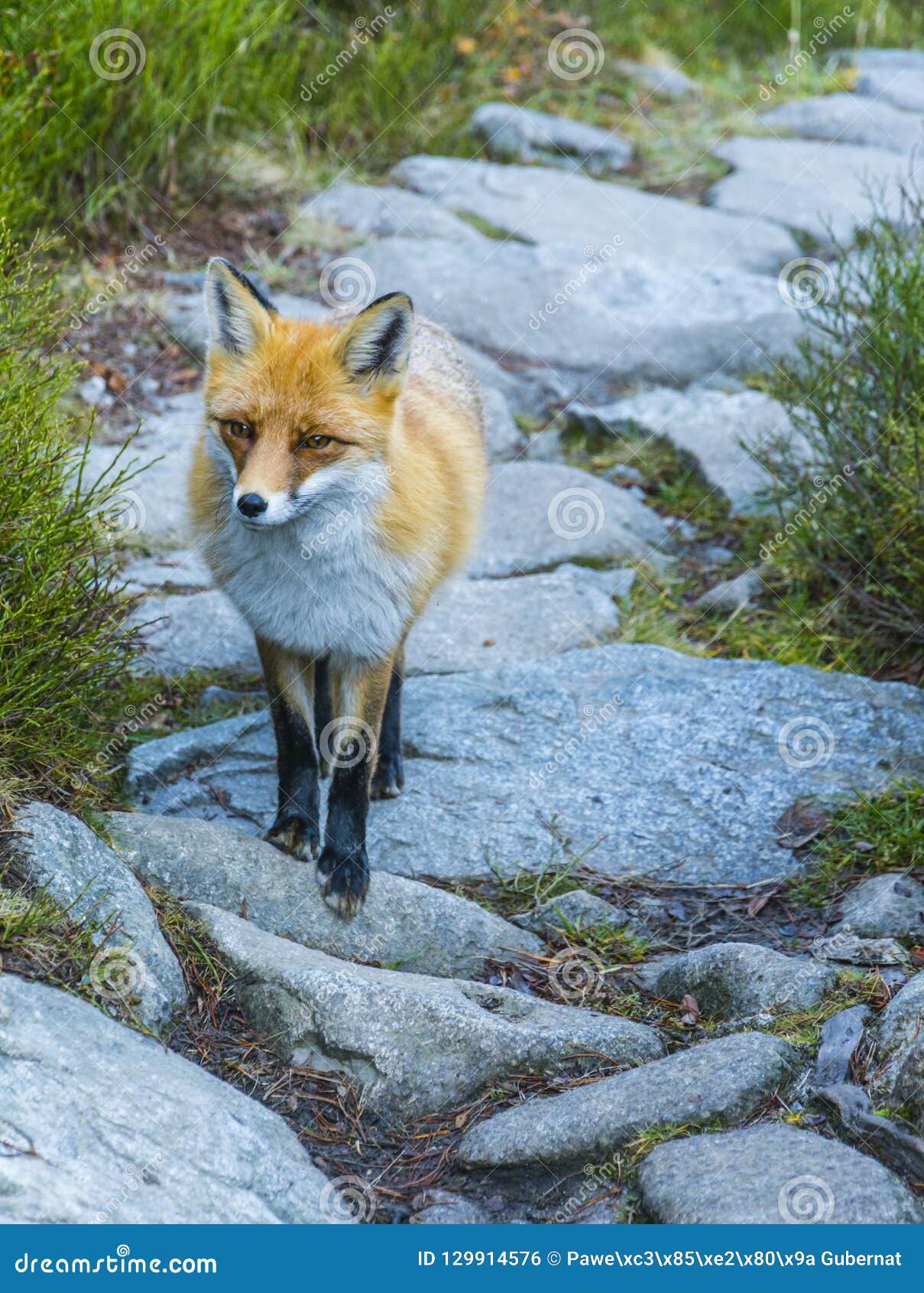 Beautiful red fox. stock photo. Image of canidae, canine - 129914576