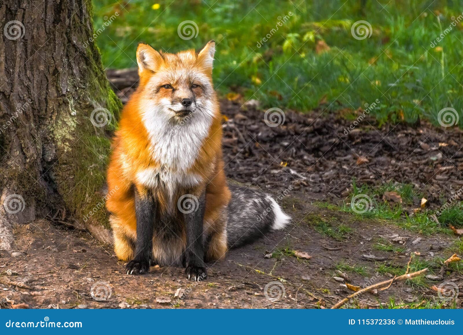 Beautiful Red Fox Vulpes Vulpes in a Forest Stock Photo - Image of ...