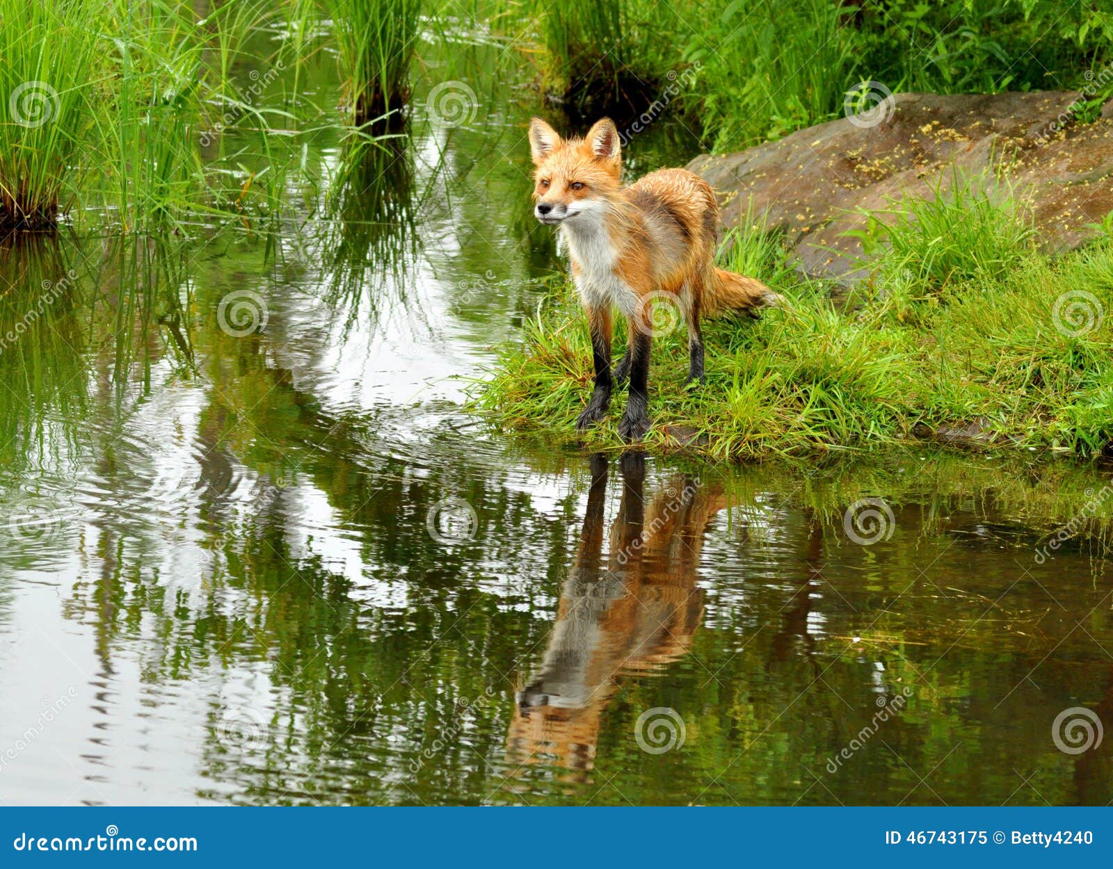 Beautiful Red Fox and Water Reflections. Stock Image - Image of nature ...