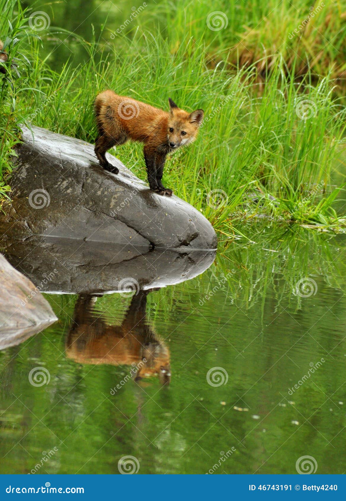 Beautiful Red Fox and Water Reflections. Stock Image - Image of hunter ...