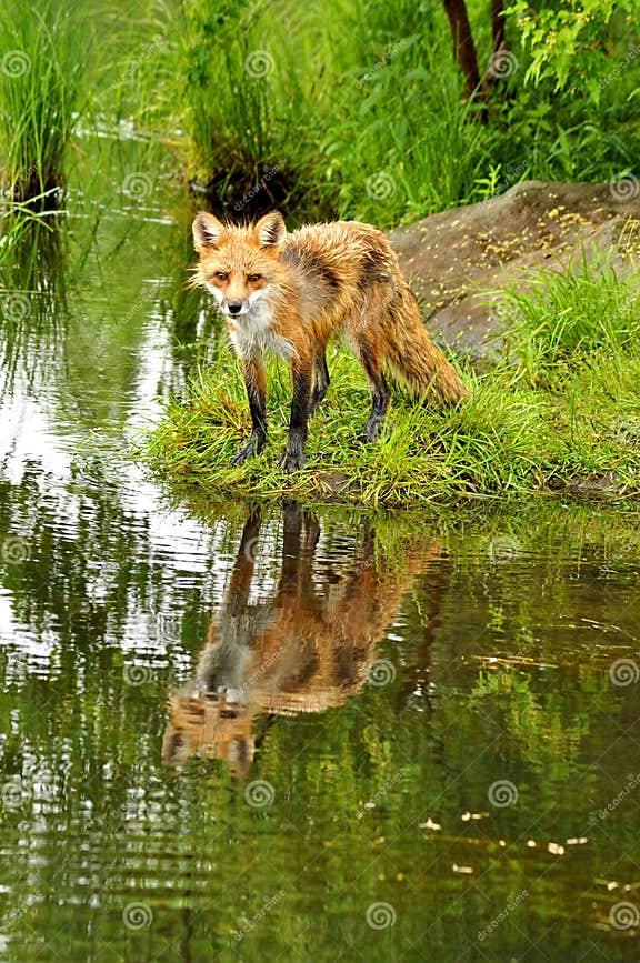 Beautiful Red Fox and Water Reflections. Stock Photo - Image of hunting ...