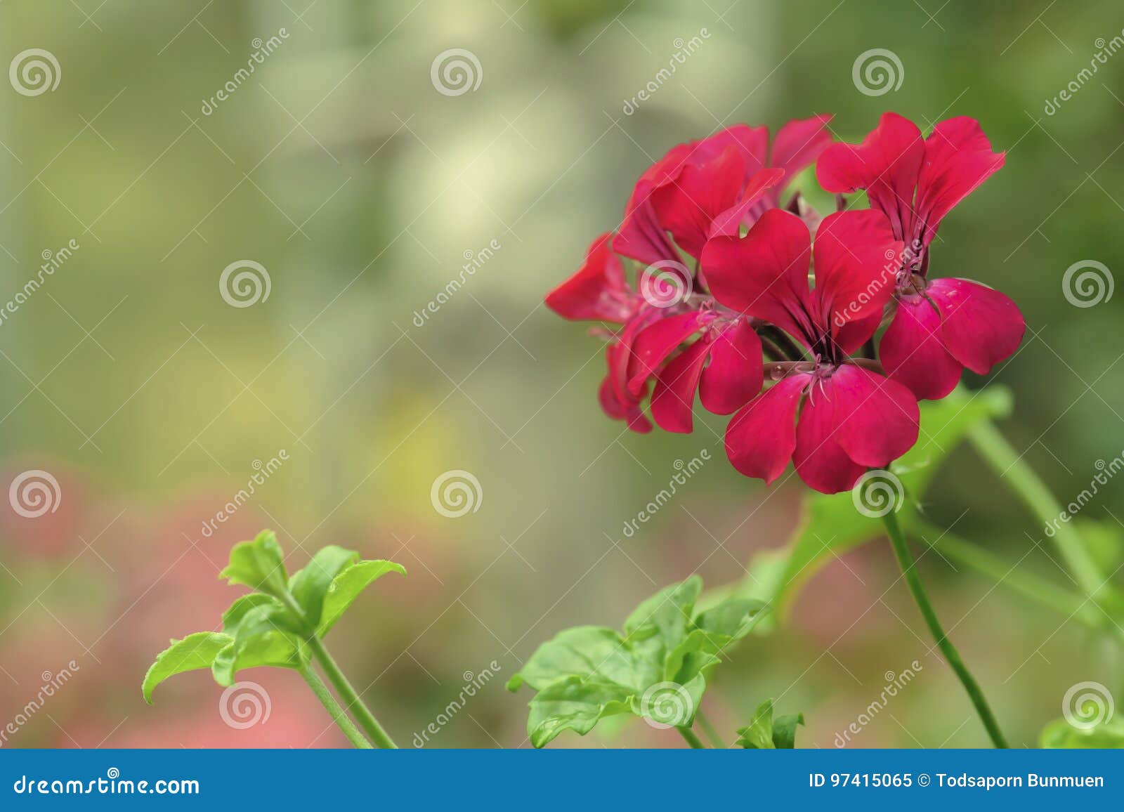 Beautiful Red Geranium Flower Blooming in Garden Stock Image - Image of ...