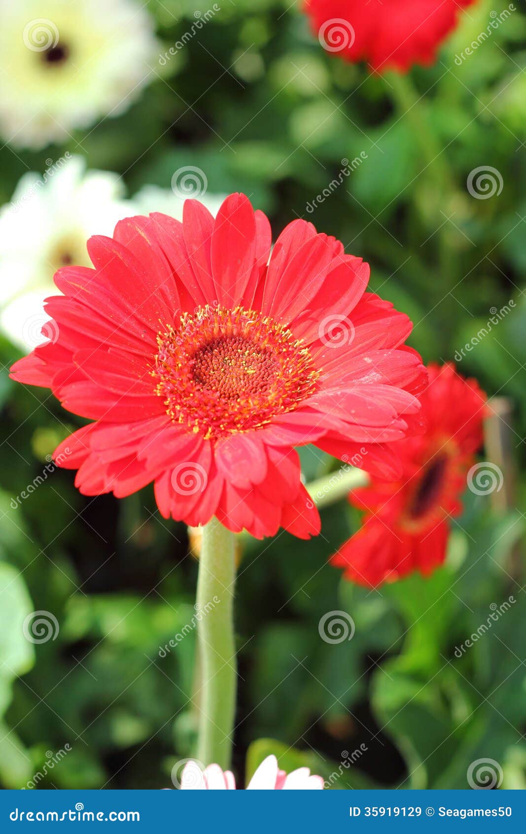 Beautiful of Red Gerbera Flower Stock Image - Image of nature, summer ...