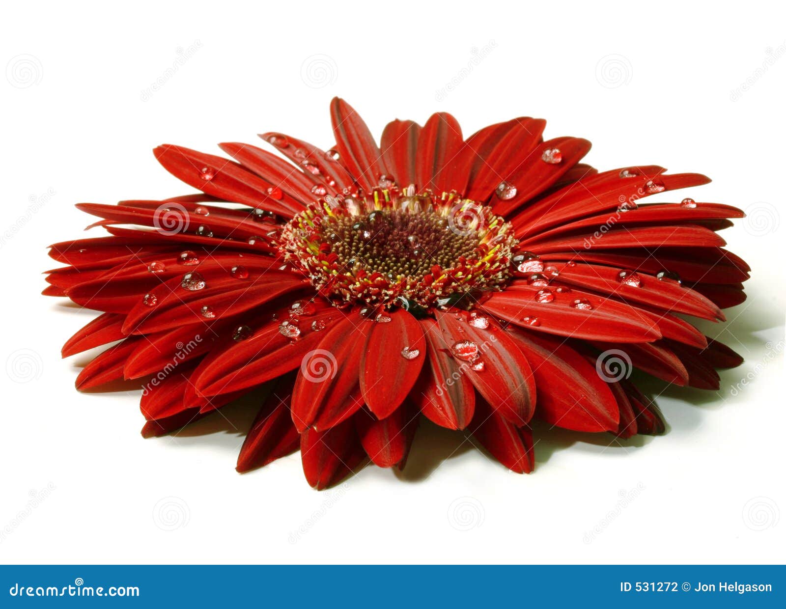 Beautiful Red Gerbera with Raindrops Stock Photo - Image of spring ...