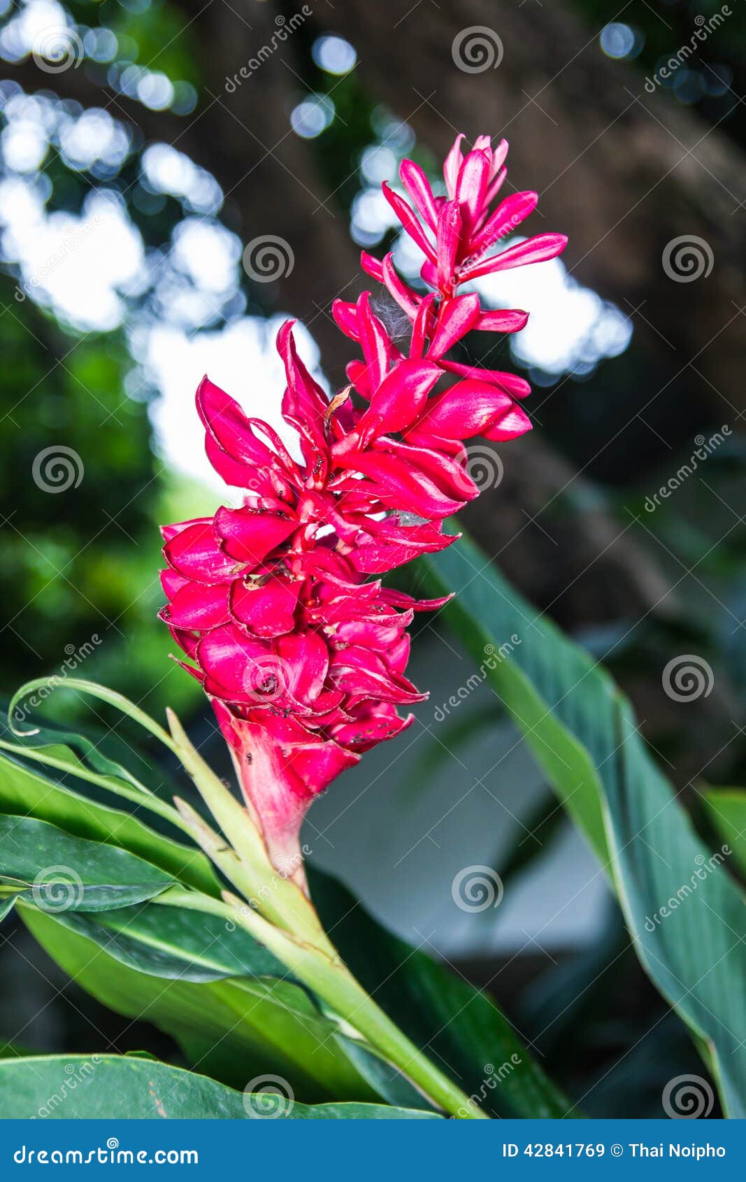 Beautiful Red Ginger Flower Stock Image - Image of botanical, foliage ...