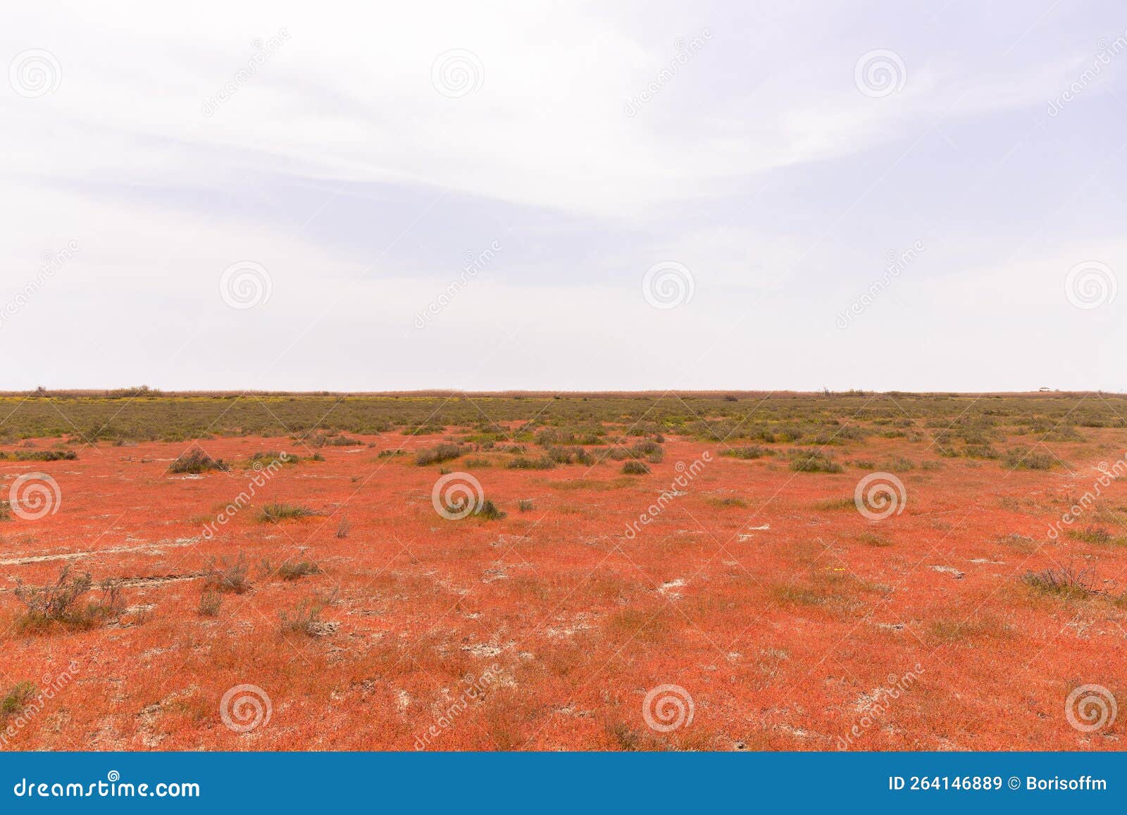 Beautiful Red Grass on the Plain Stock Image - Image of bush, rural ...