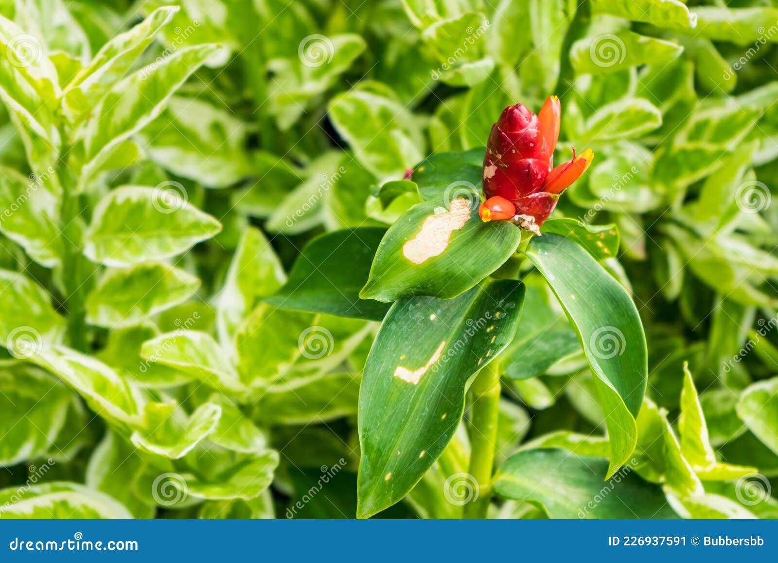 Beautiful Red and Green Flowers Stock Image - Image of green, leaf ...