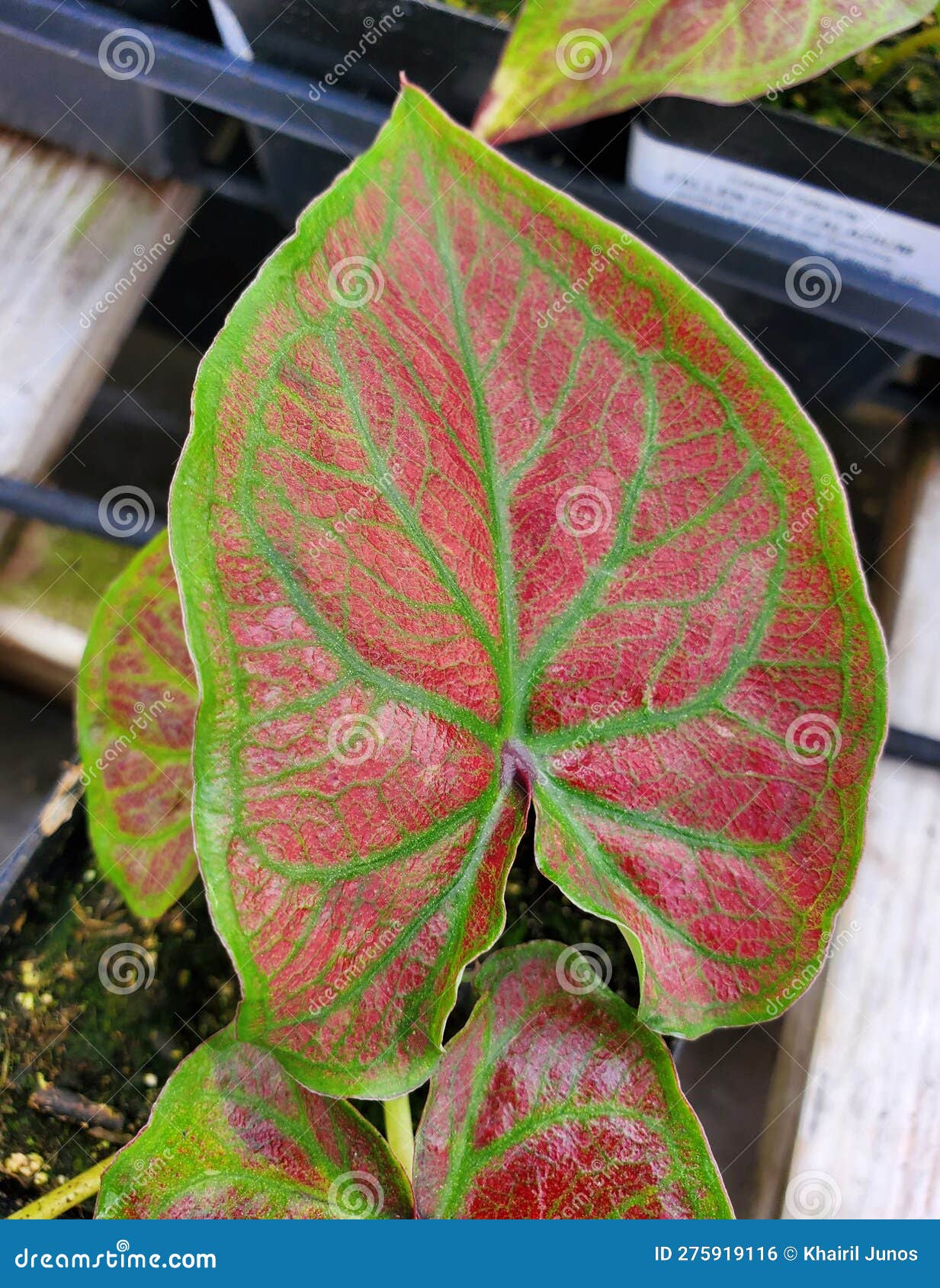 Beautiful Red and Green Leaf of Caladium Fallen City Stock Photo ...