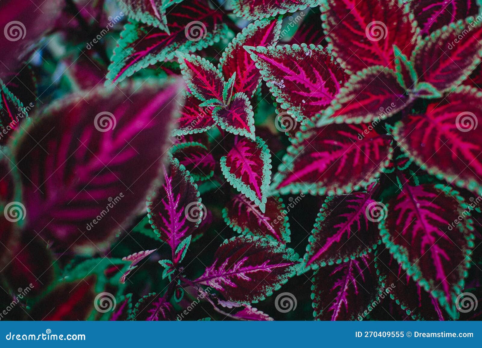 Beautiful Red and Green Leaves of Coleus Plants Stock Image - Image of ...