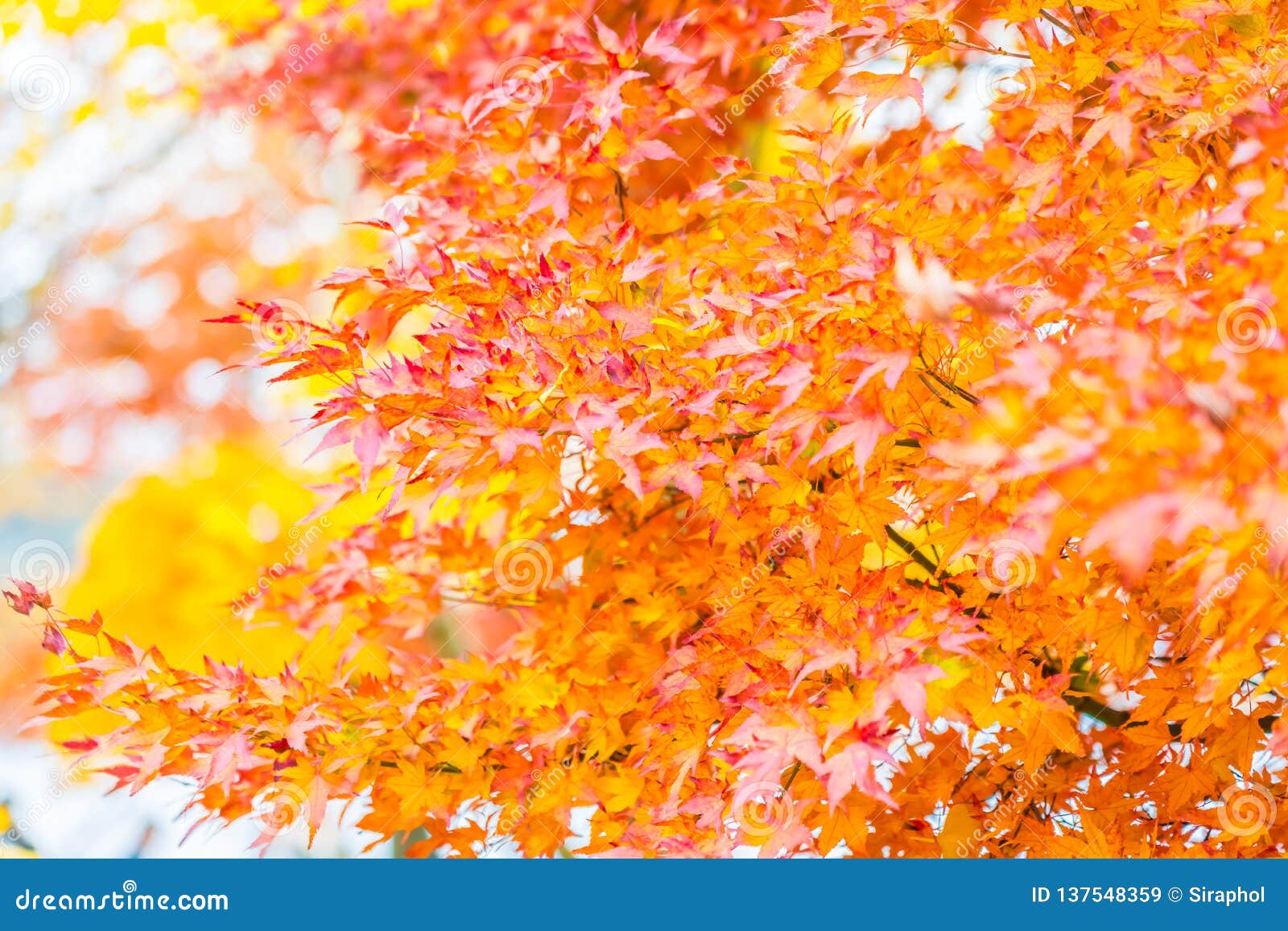 Beautiful Red and Green Maple Leaf on Tree Stock Image - Image of ...