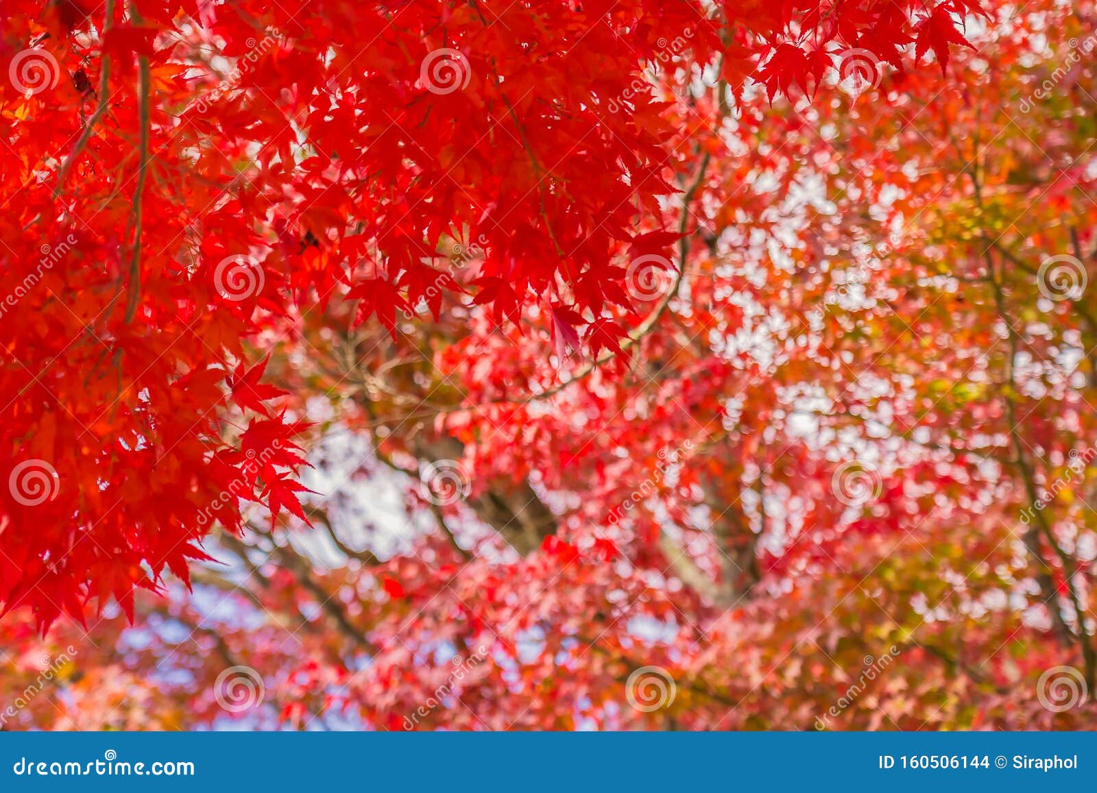 Beautiful Red and Green Maple Leaf on Tree Stock Photo - Image of ...