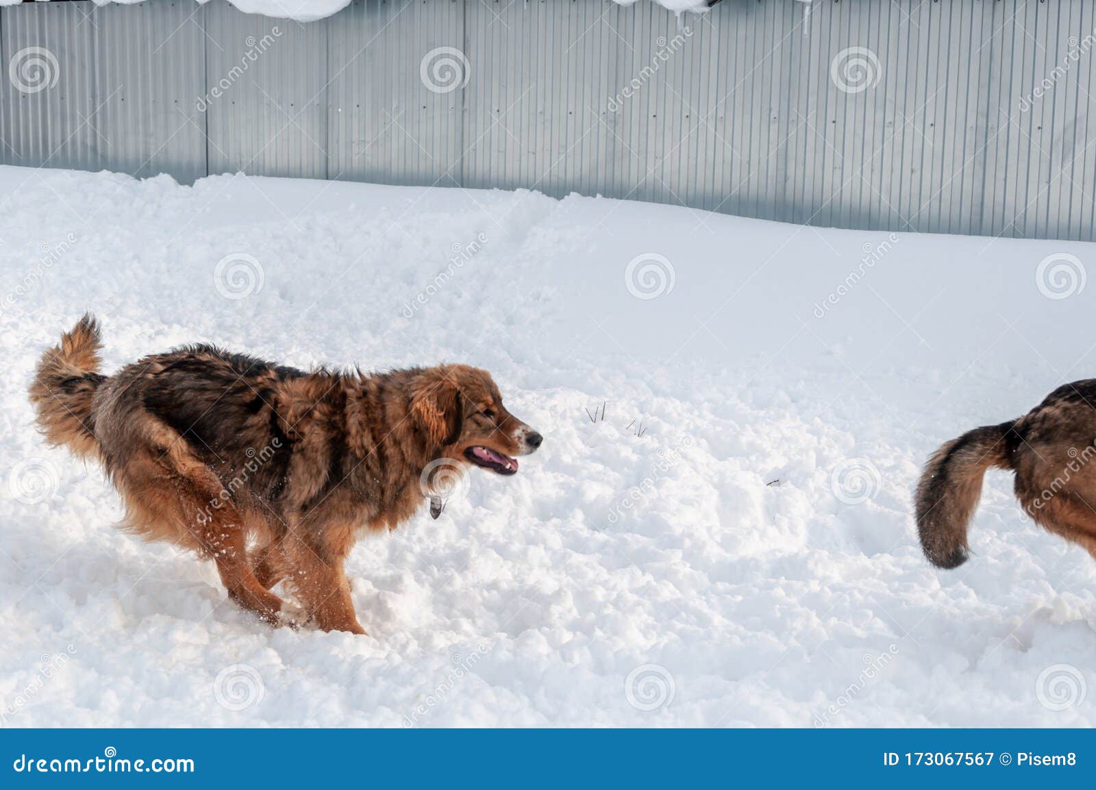 A Beautiful Red Haired Big Dog is Chasing the Tail of Another on a Snow ...