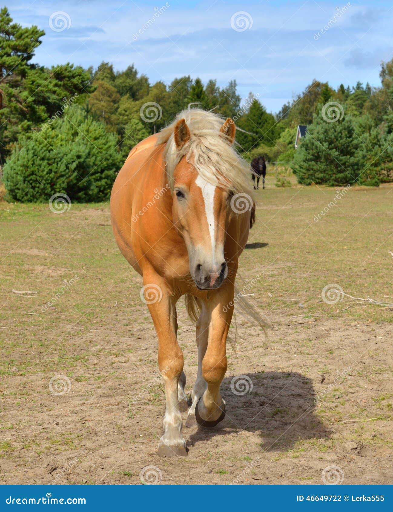 Red Haired Horse Stock Images - Download 208 Royalty Free Photos