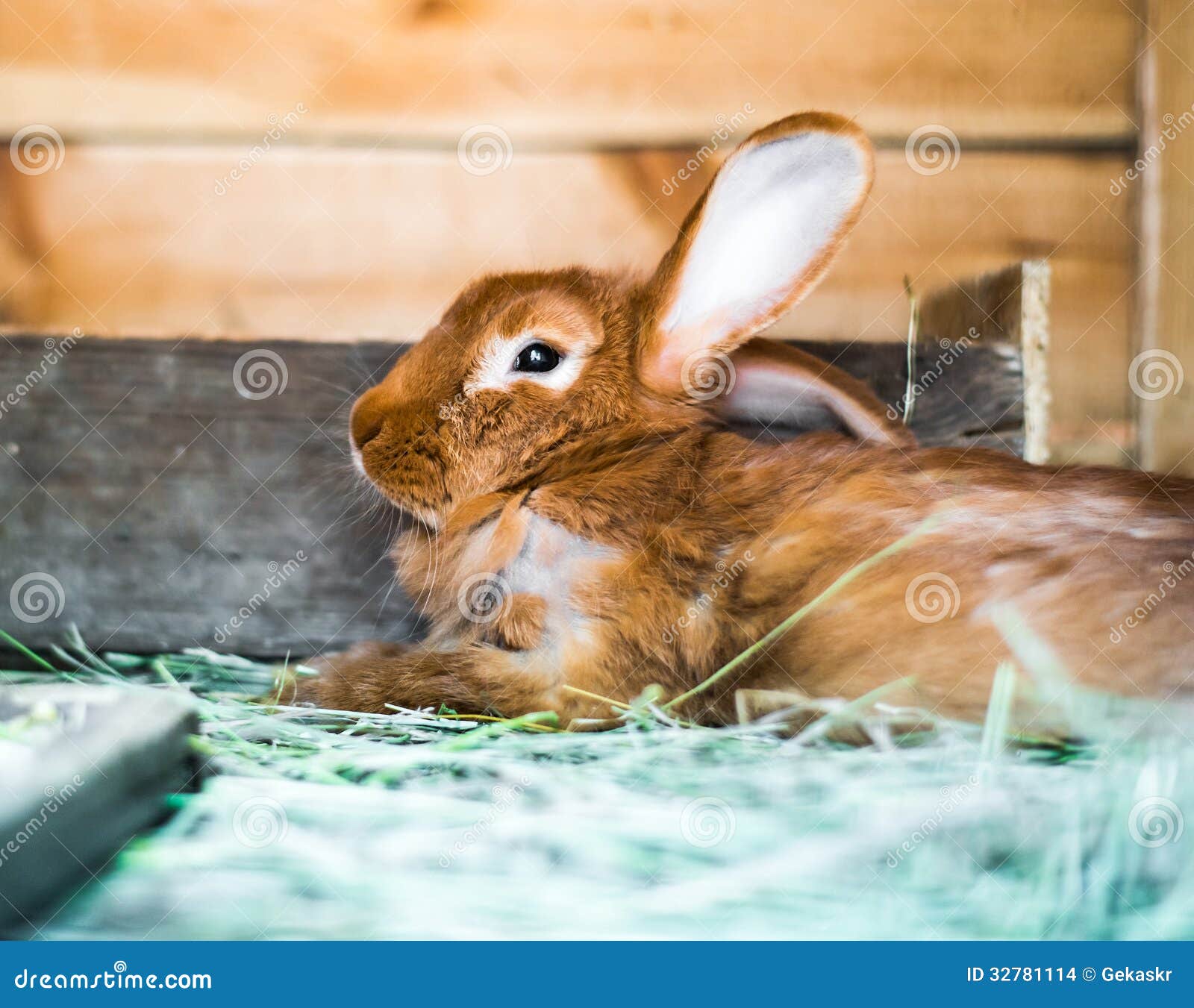 Beautiful Red-haired Rabbit Stock Photo - Image of portrait, bunny ...