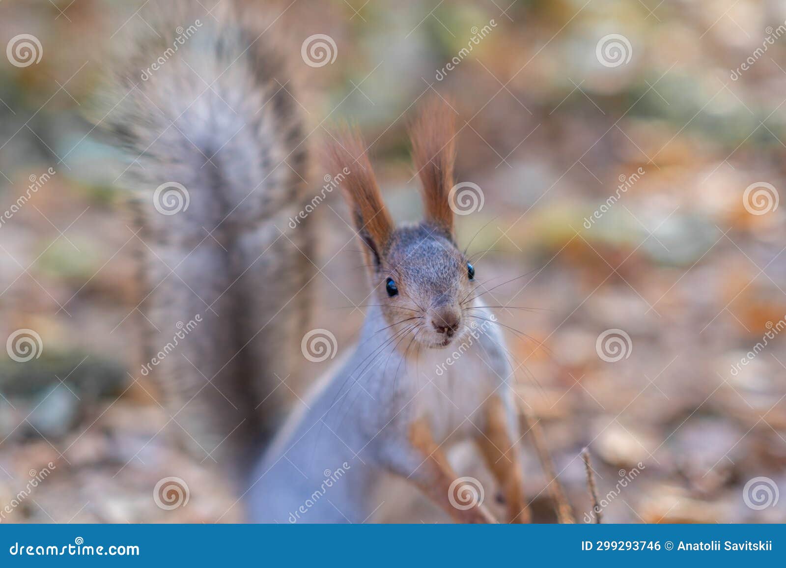 Beautiful Red-headed Squirrel Looks at the Camera and Eats Nuts Stock ...
