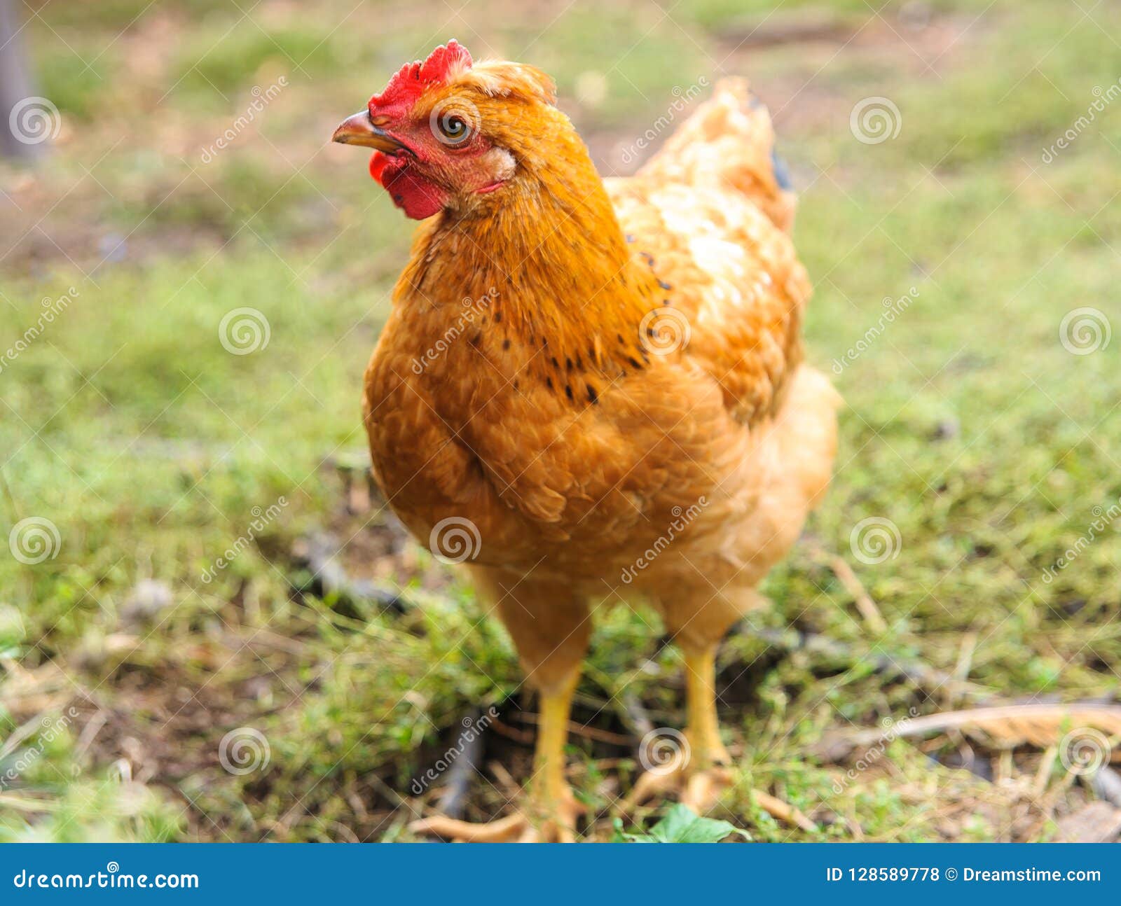 Beautiful Red Hen Looks into the Lens Stock Photo - Image of poultry ...